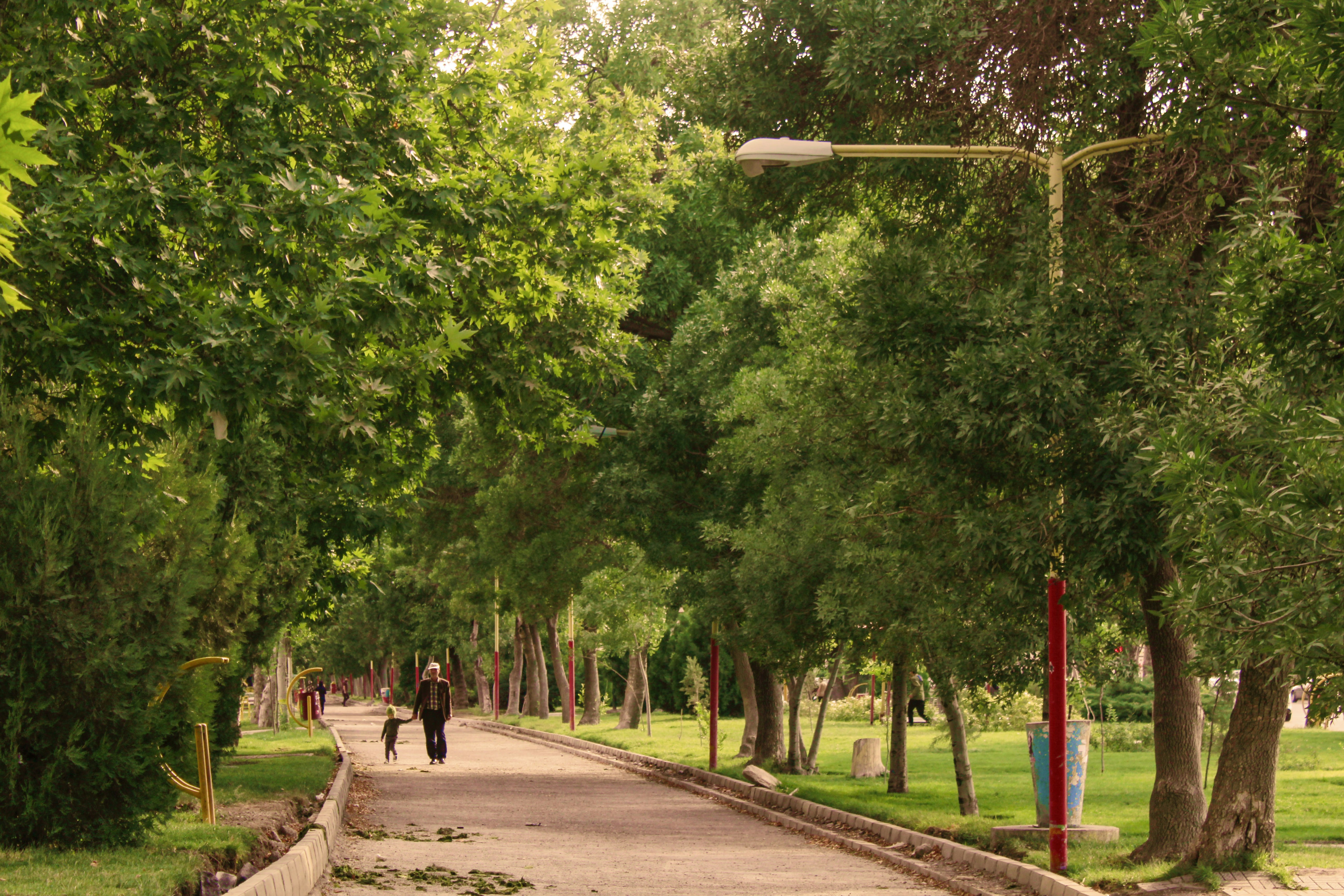 Tree-lined walkway in a park with two people walking beneath lush green foliage.