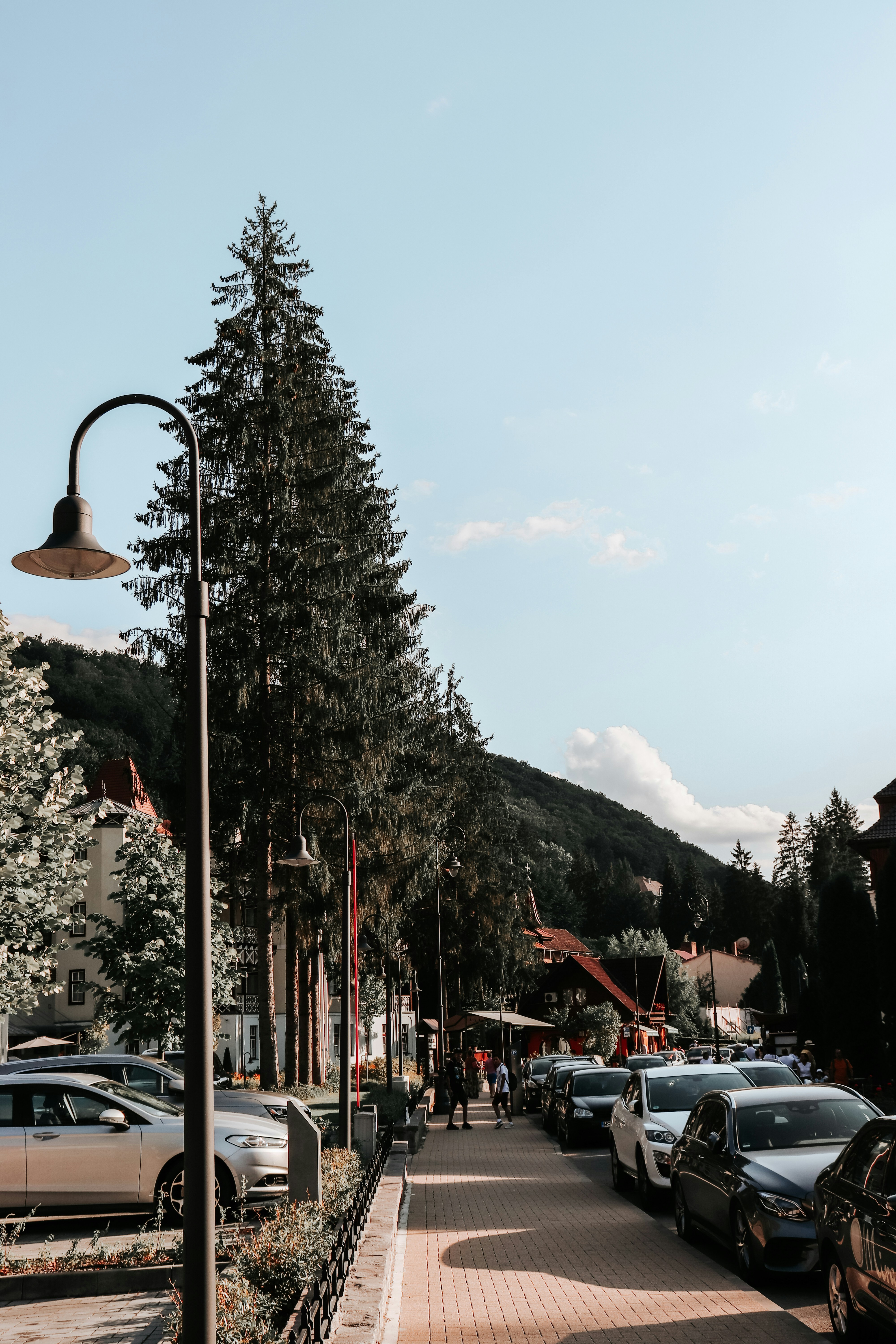 Tall Pine, Vintage Lamps, and a Sunlit Hillside Street