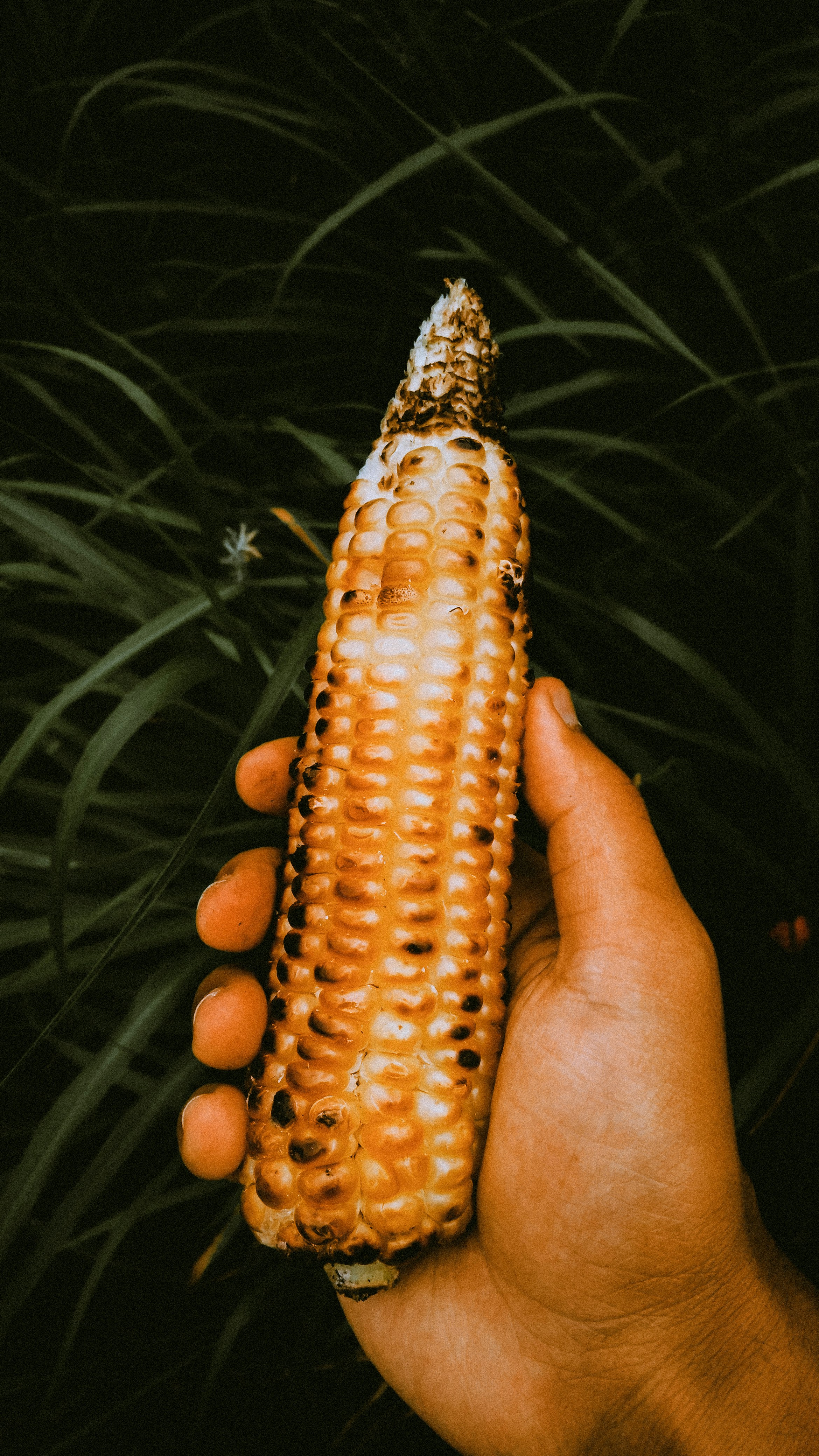 A hand holds a freshly harvested ear of corn against a backdrop of lush green foliage.