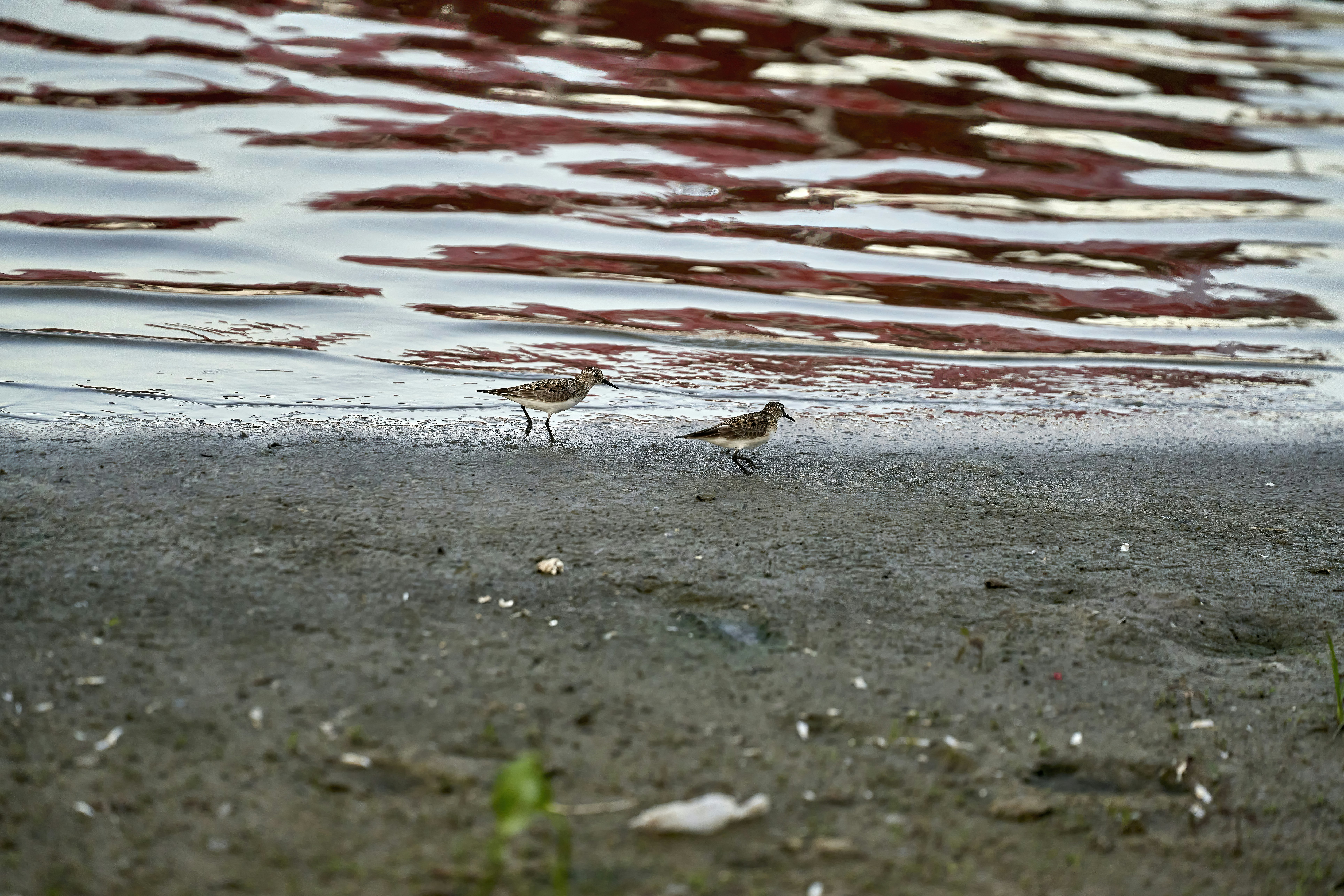 Tiny Shoreline Sandpipers at the Water's Edge