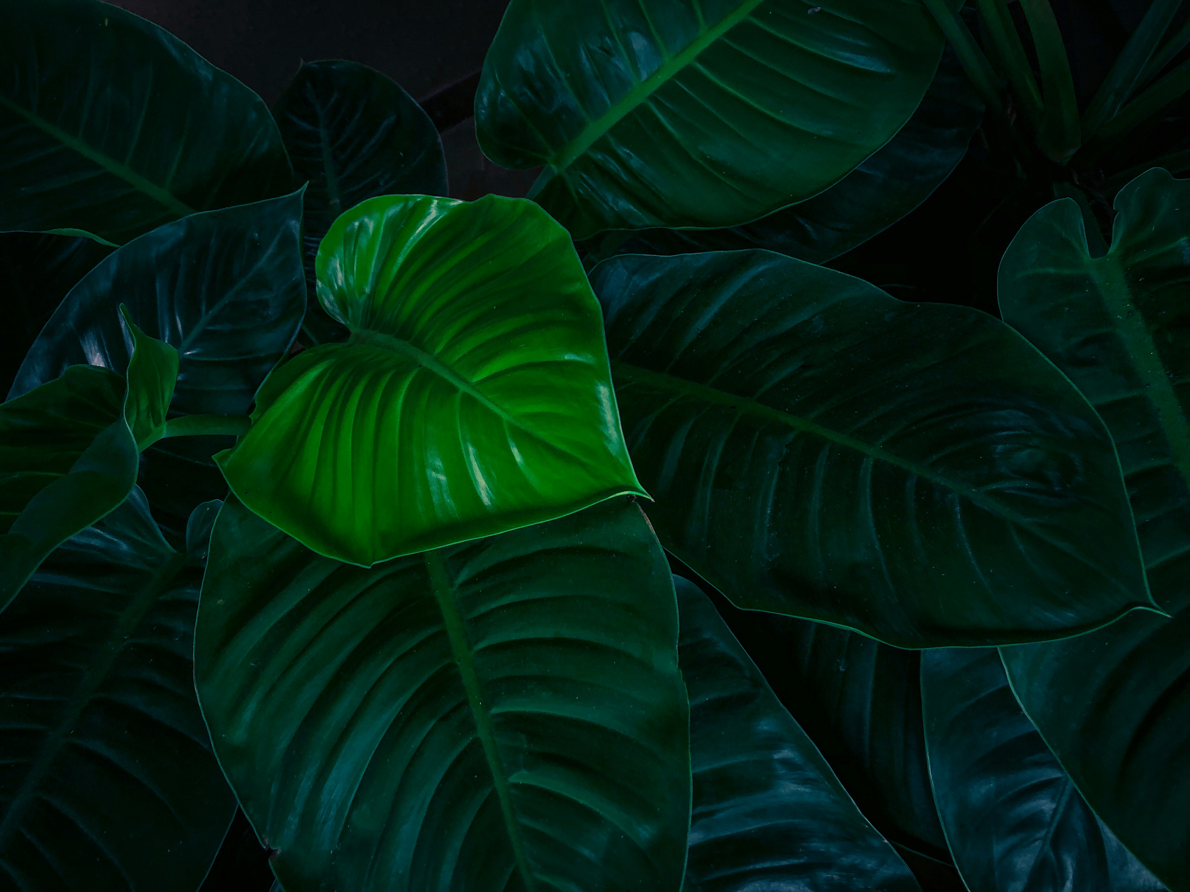 A vibrant green leaf stands out amidst a sea of dark foliage, showcasing the beauty of nature's contrasts.