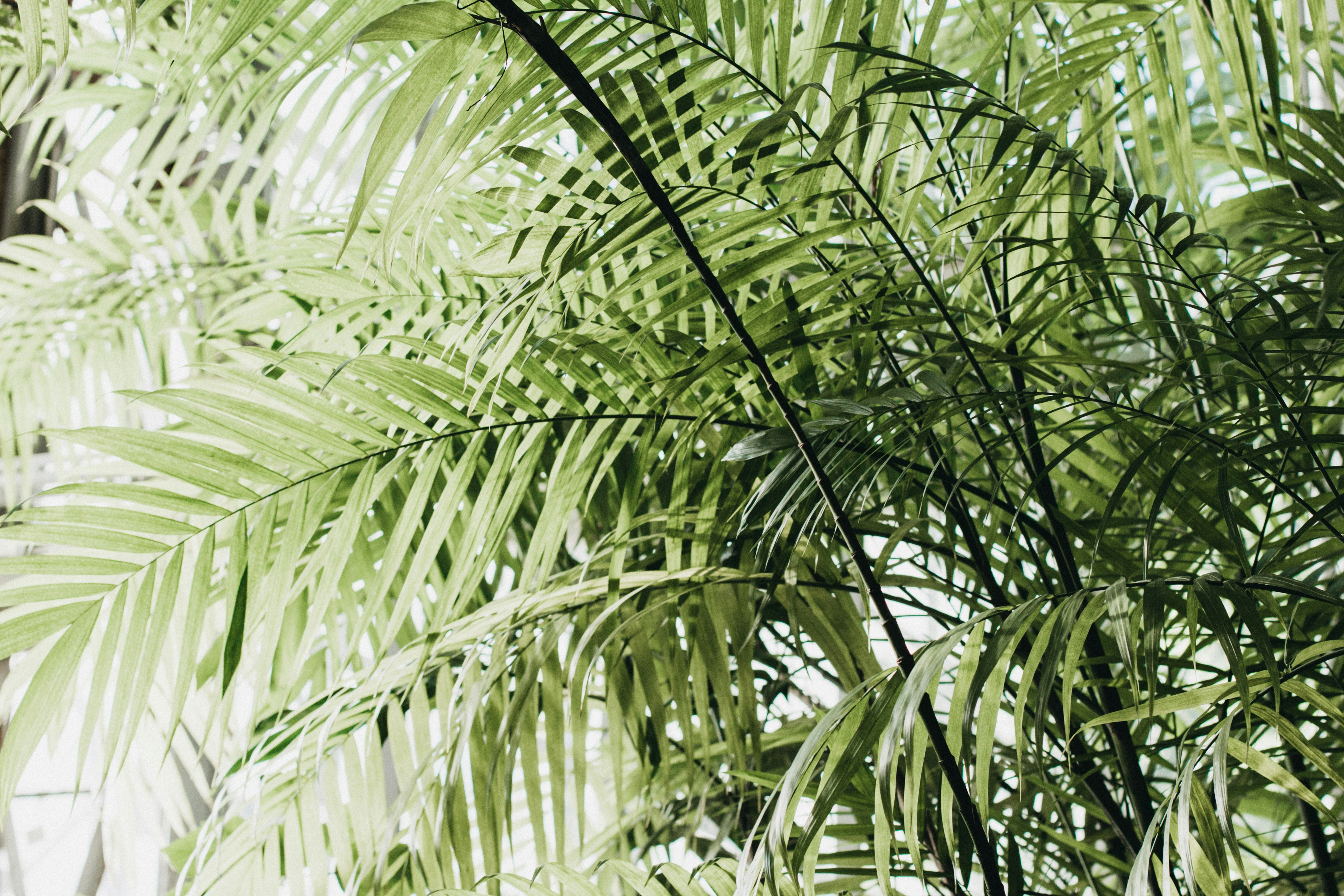 Lattice of Light: Palm Fronds in a Sunlit Canopy