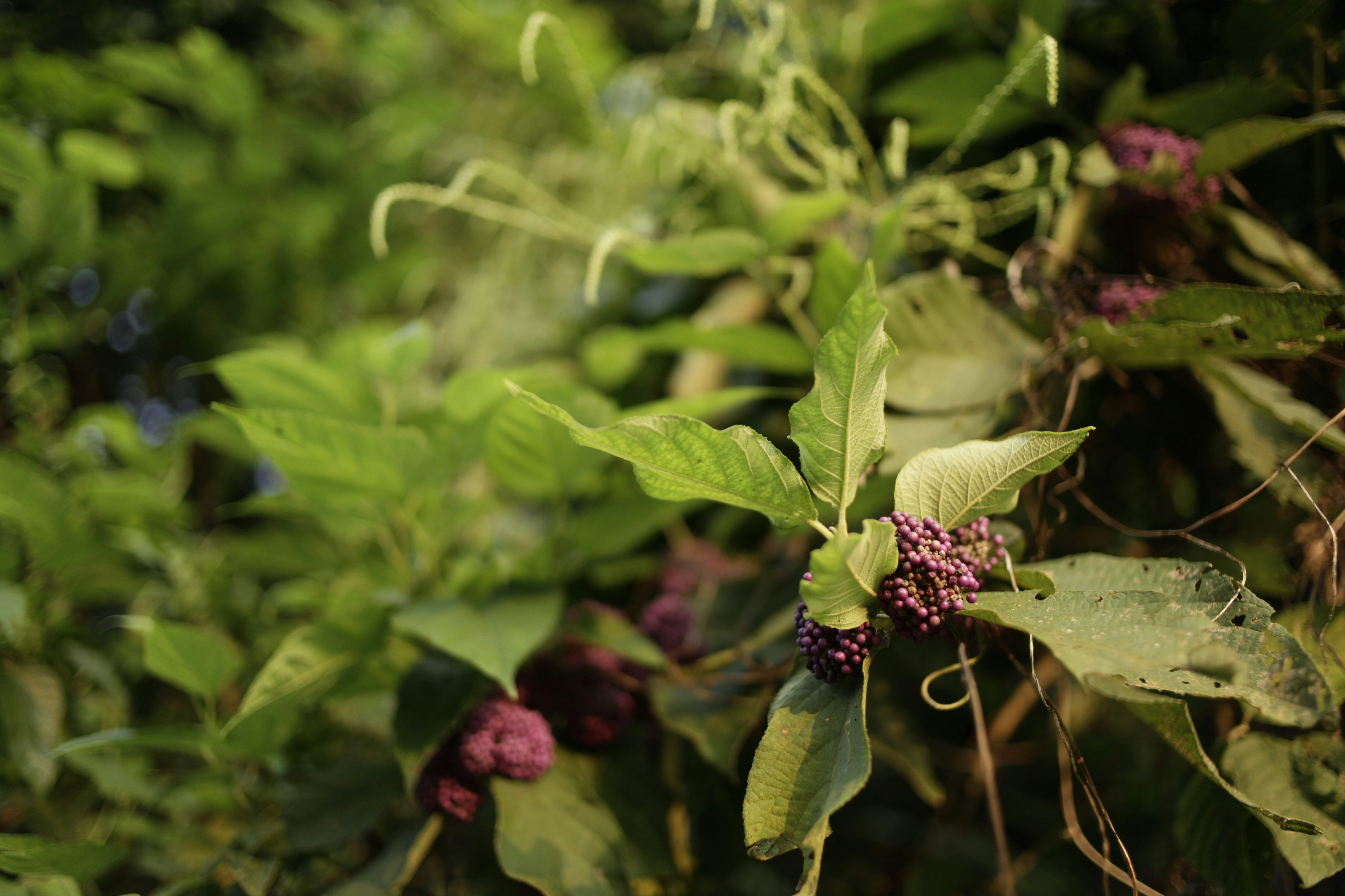 Berry-laden Greenery: A Quiet Corner of Wildberries