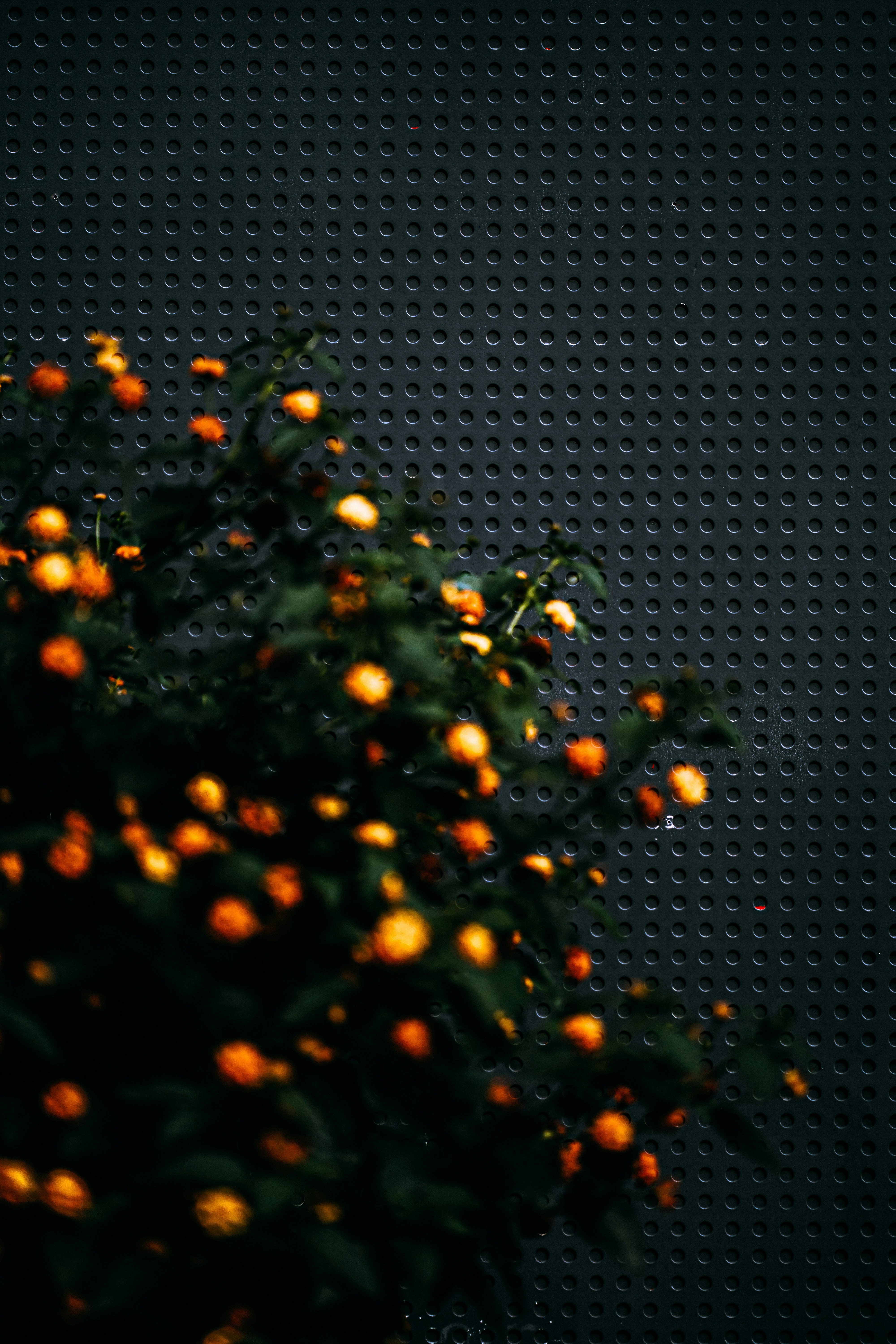 Glowing blooms against a perforated steel backdrop