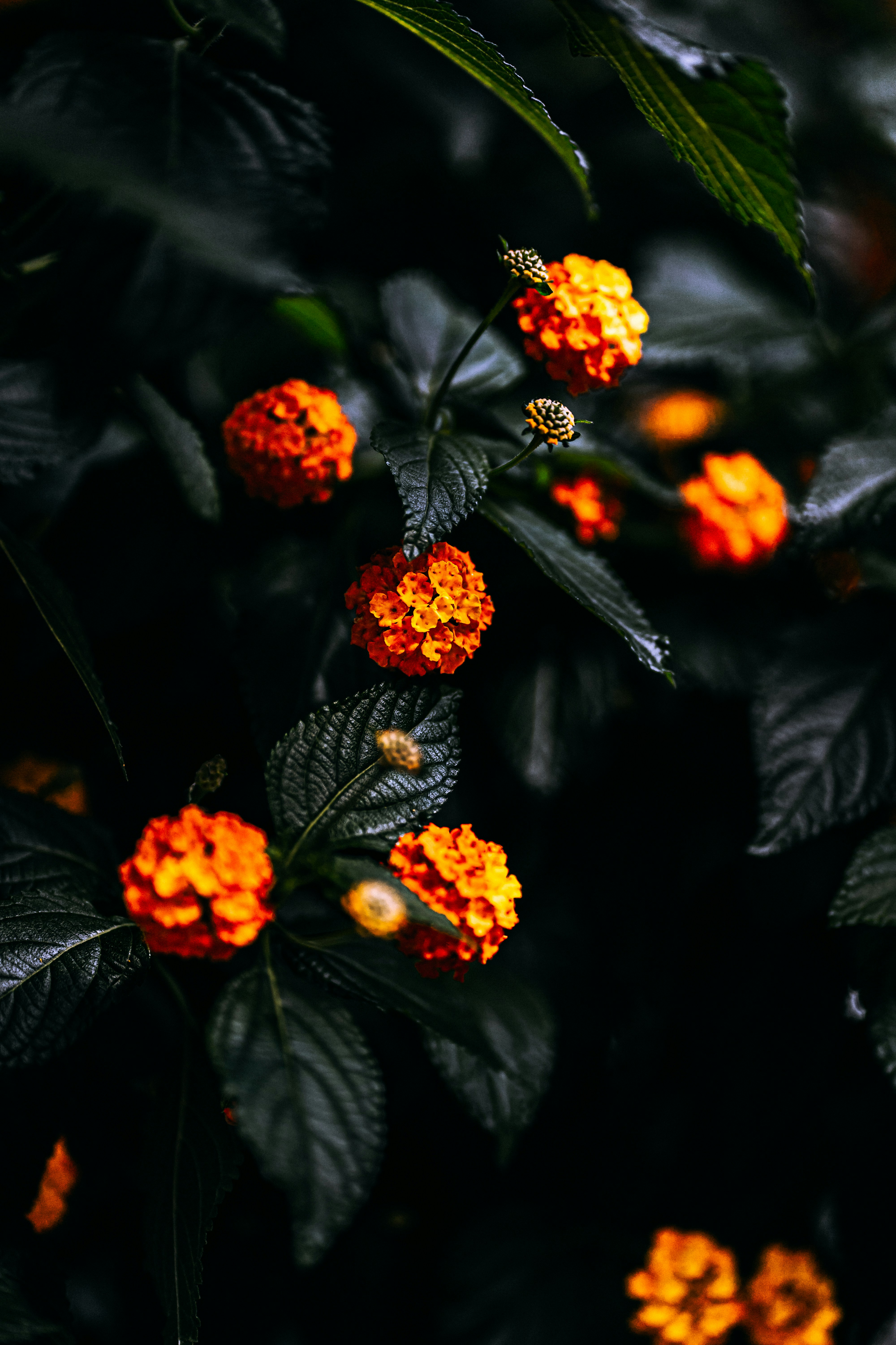 Vivid Orange Blooms Against Velvet Green Foliage