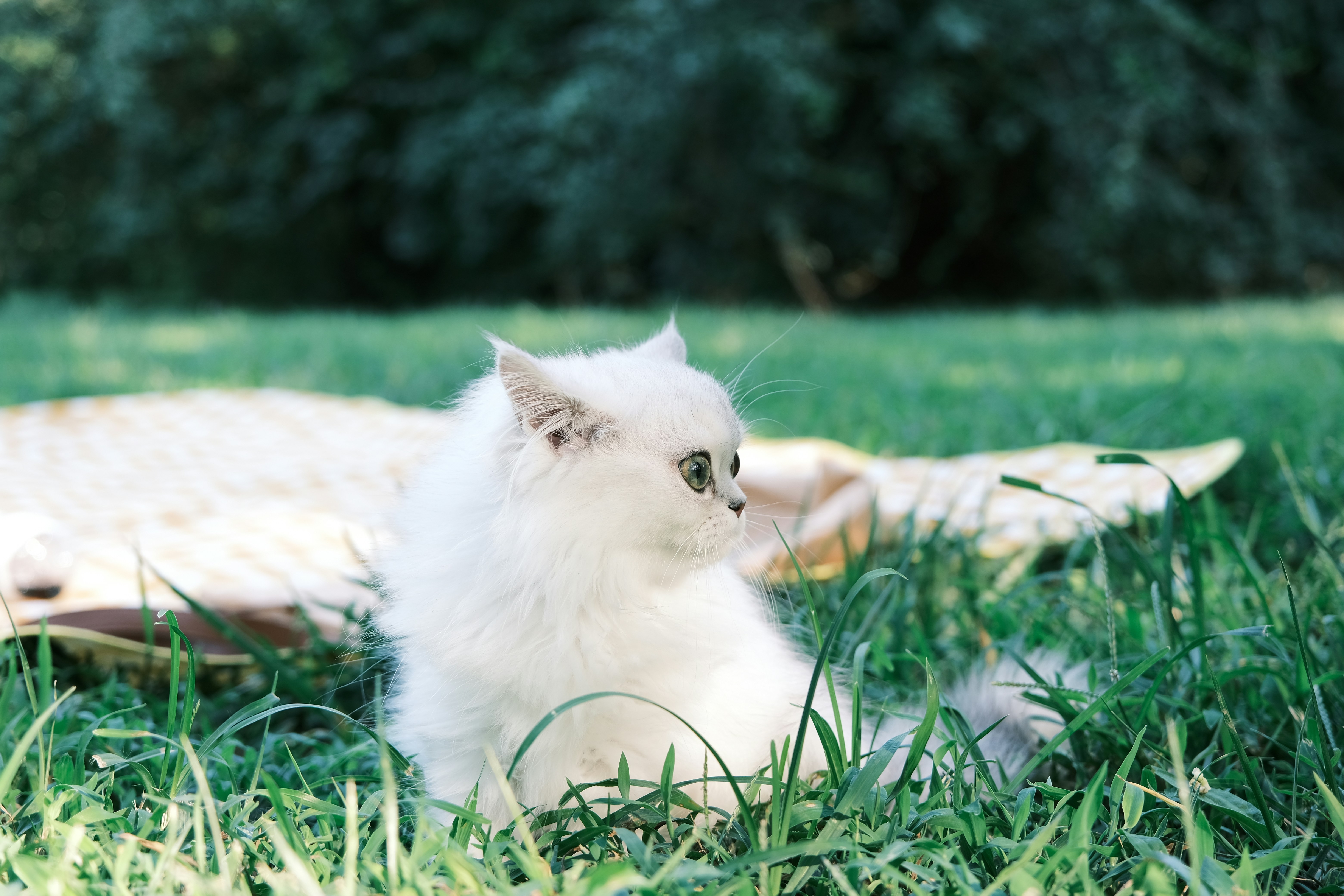 Fluffy white cat lounging in lush green grass, gazing thoughtfully to the side. Soft sunlight filters through the trees, enhancing the tranquil atmosphere.