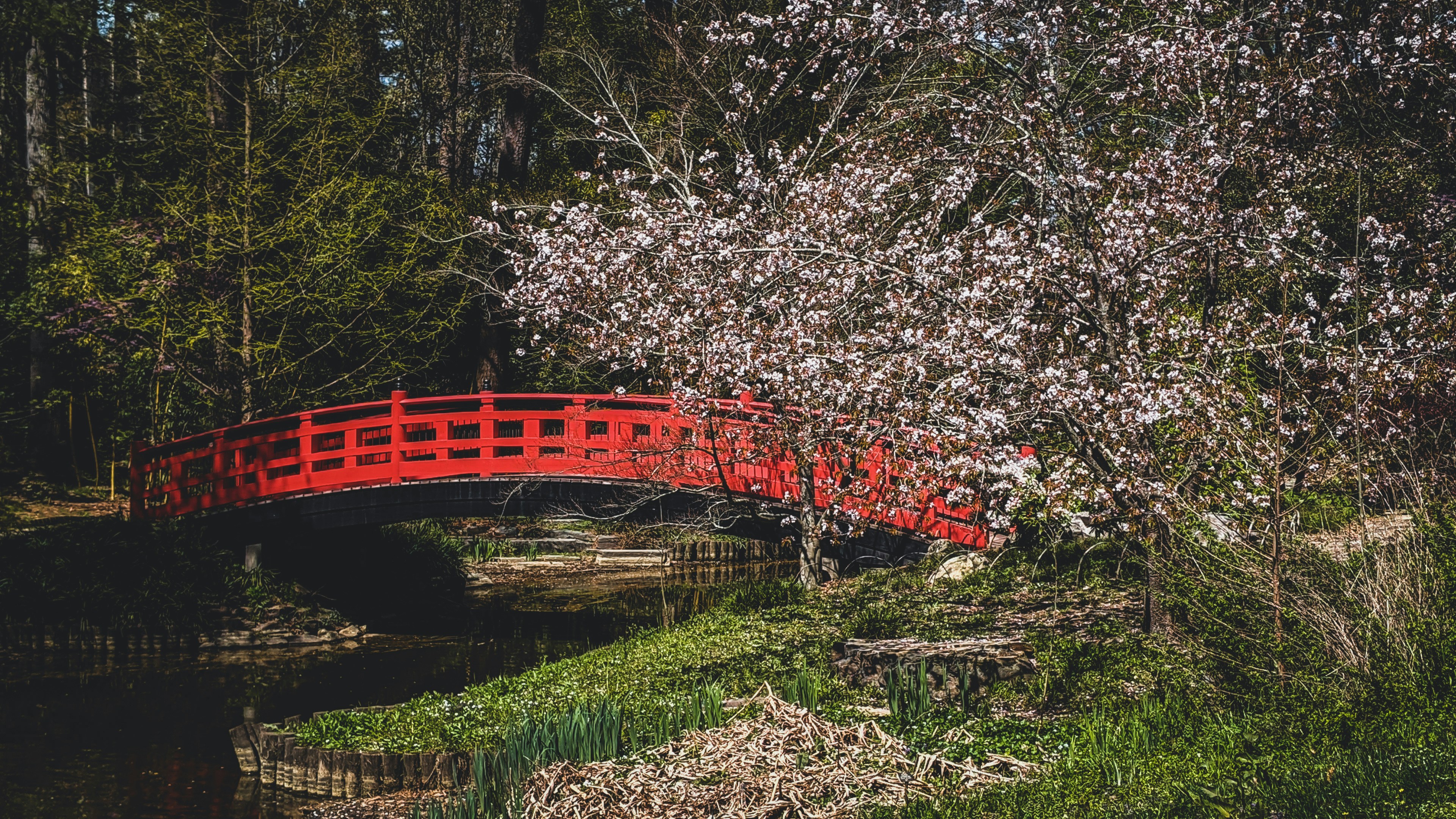 Red arched bridge spans a tranquil pond beside blooming cherry blossoms.