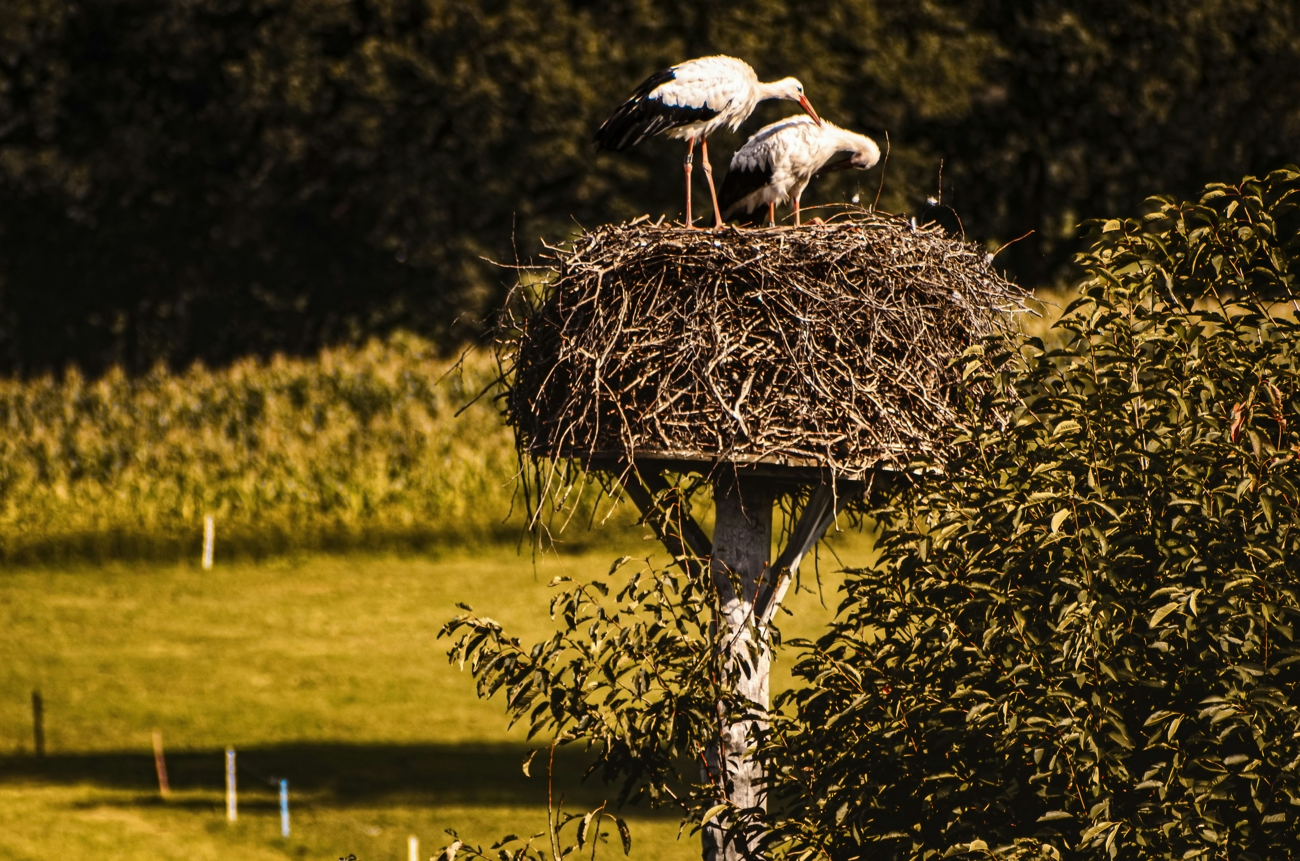 Dusk Vigil: Two Storks Nest on a Weathered Post