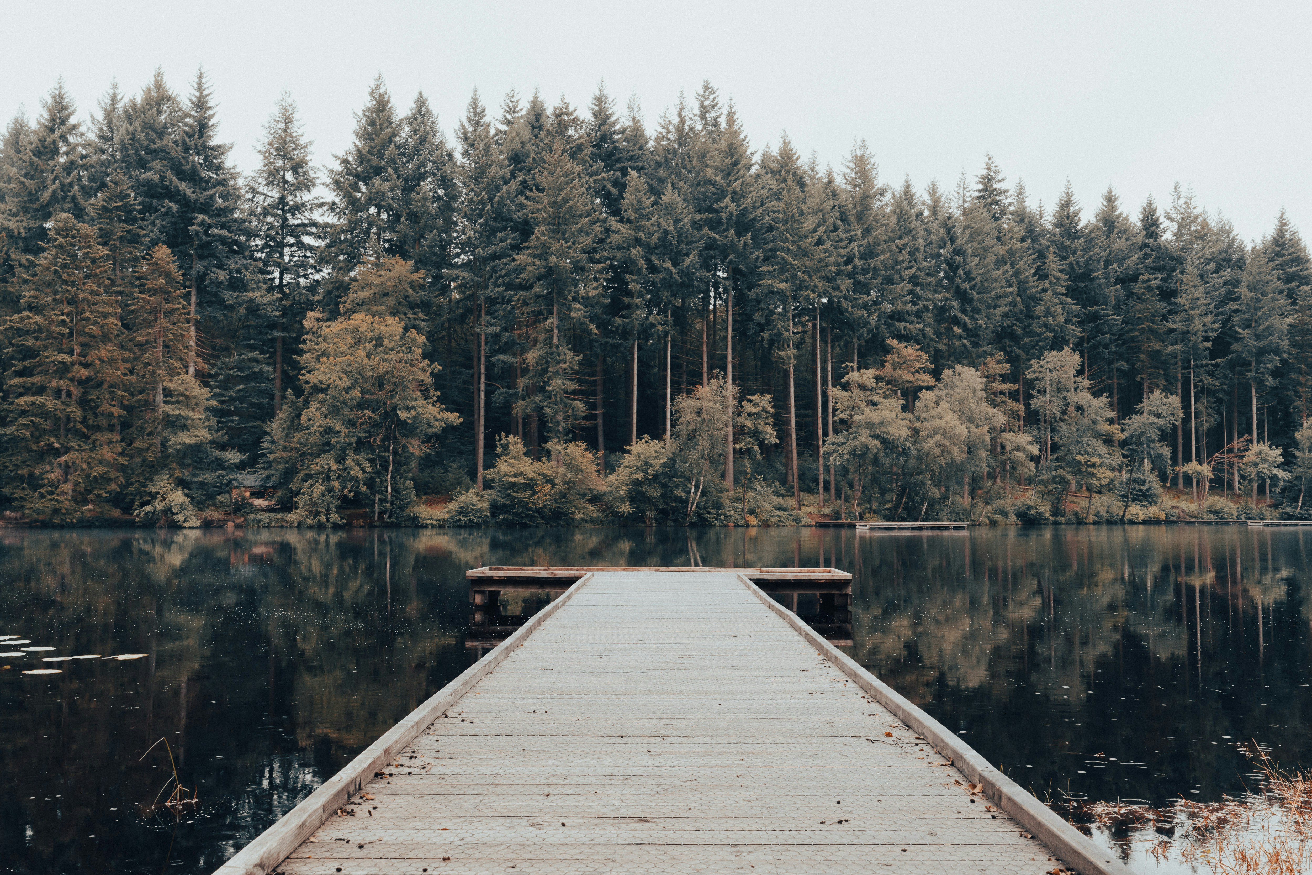 Wooden dock extending into a serene lake, surrounded by lush evergreen trees reflecting on the water's surface.