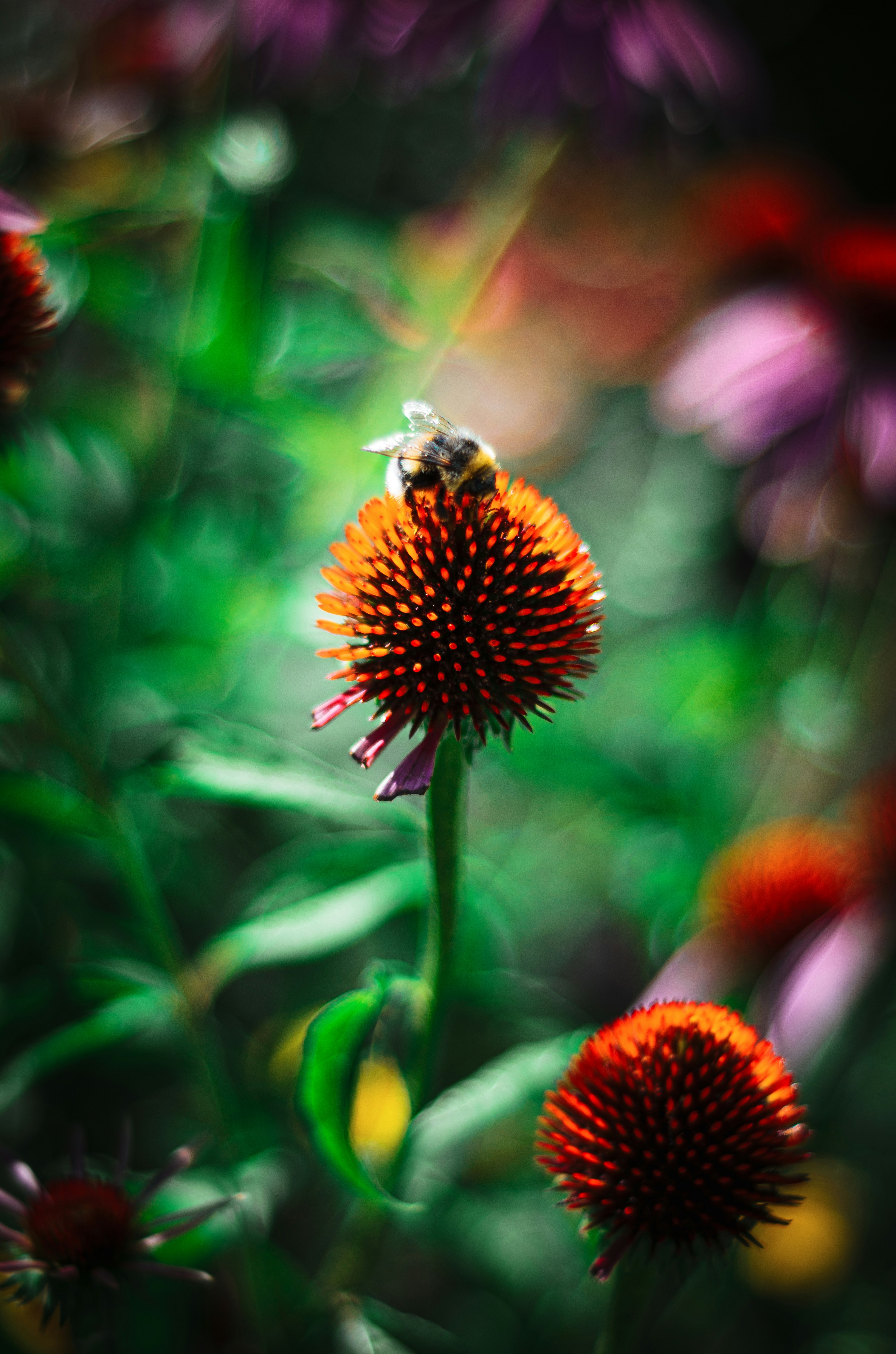 Bee on a Fiery Coneflower: A Macro Moment Amid Velvet Bokeh