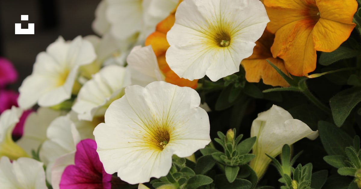 緑の葉と白と黄色の花の写真 Unsplashの無料花写真