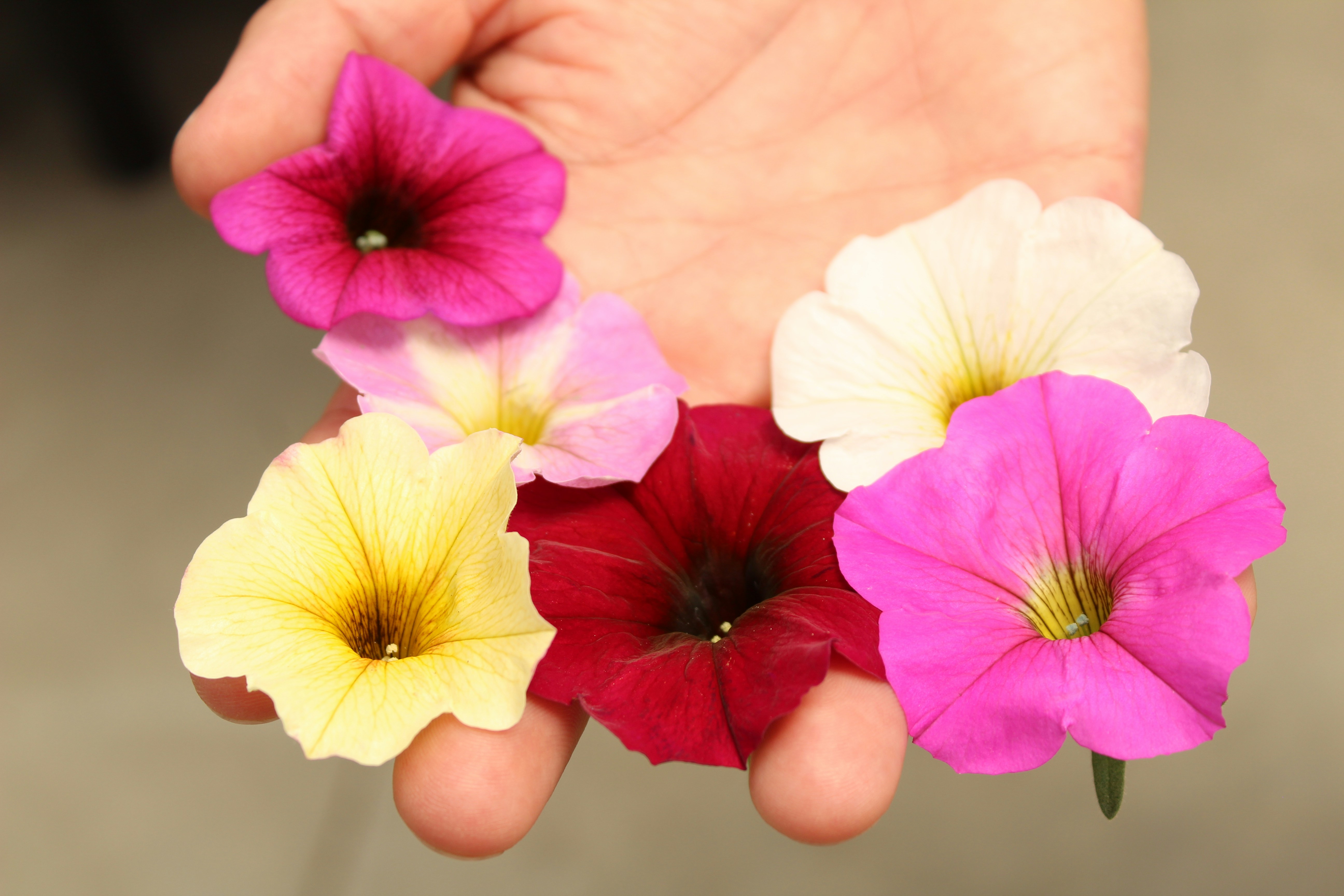 A hand displaying an assortment of vibrant petunia flowers in various colors, showcasing their delicate beauty and intricate details.