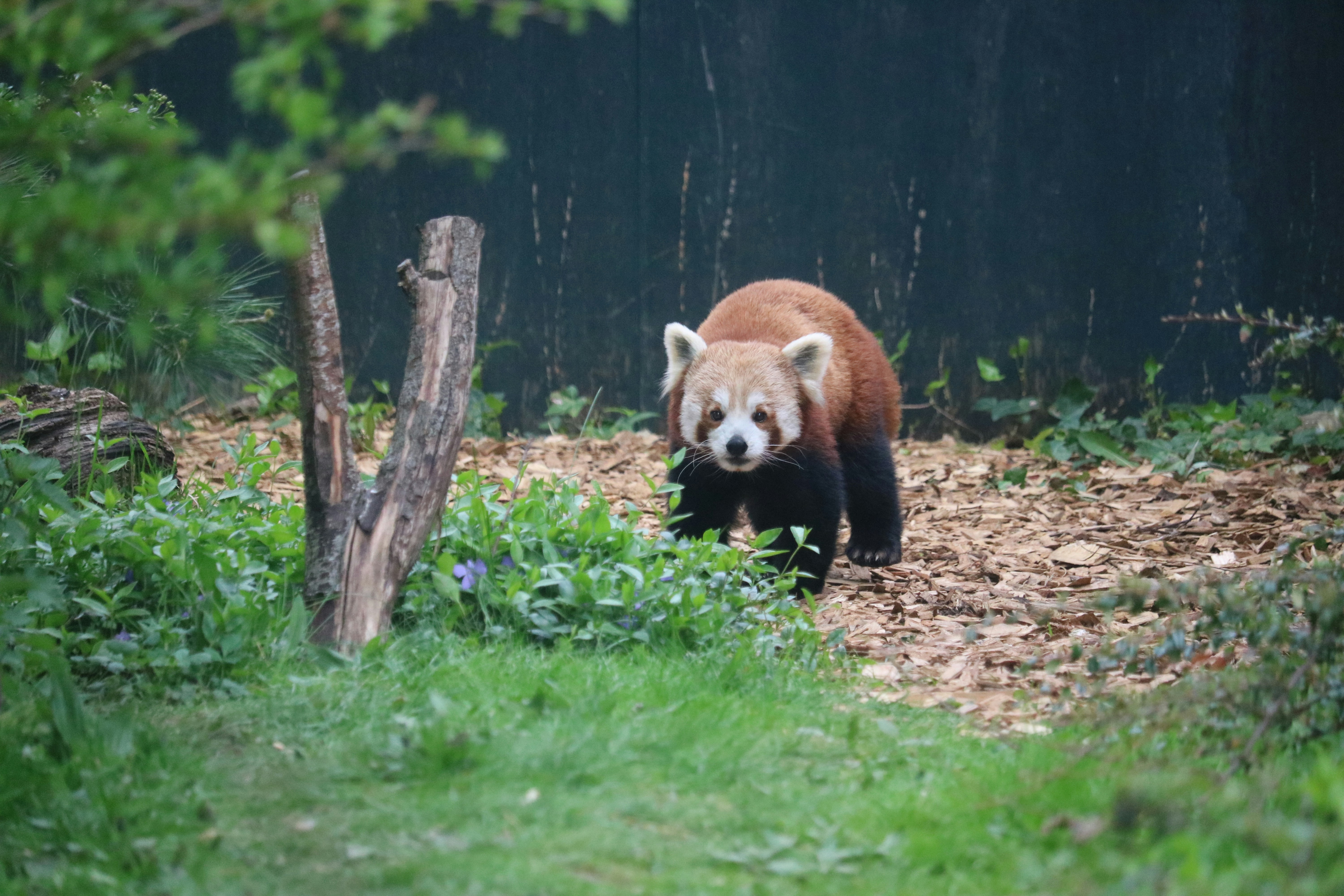 Red Panda at the Threshold: A Curious Stroll Through a Quiet Forest Path