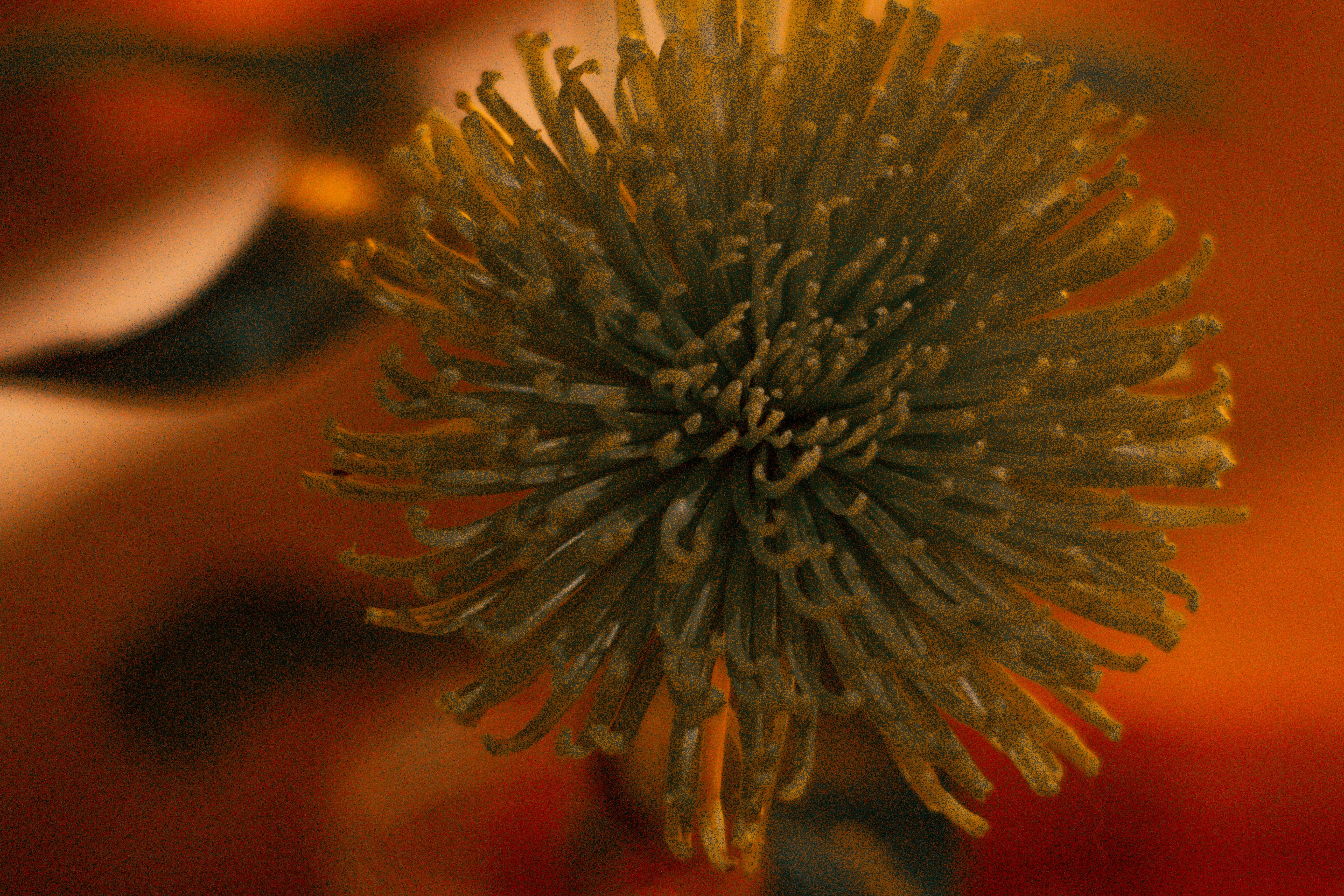 brown and green plant in close up photography