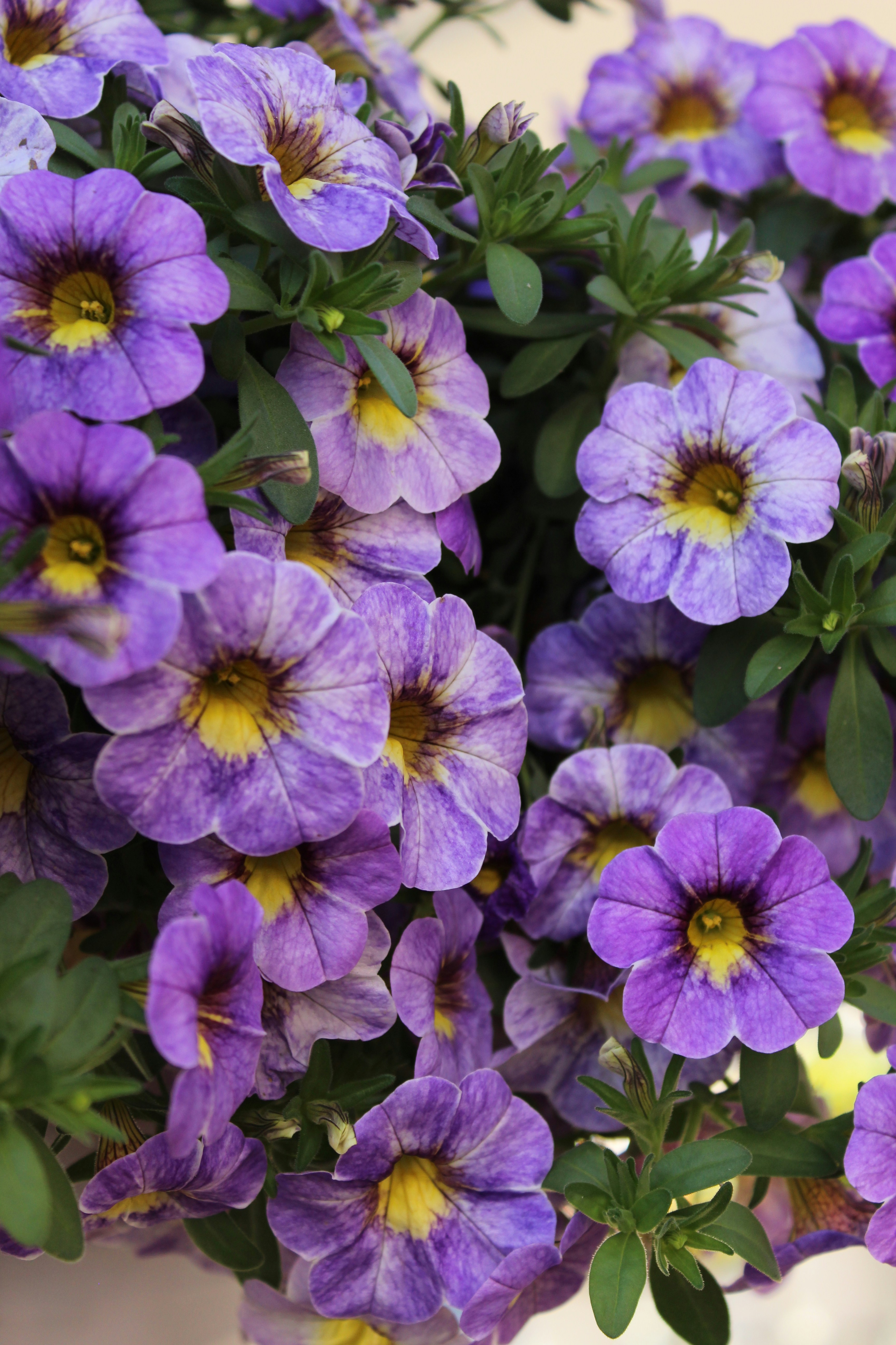A vibrant cluster of purple flowers with yellow centers, showcasing intricate petal patterns and lush green foliage.