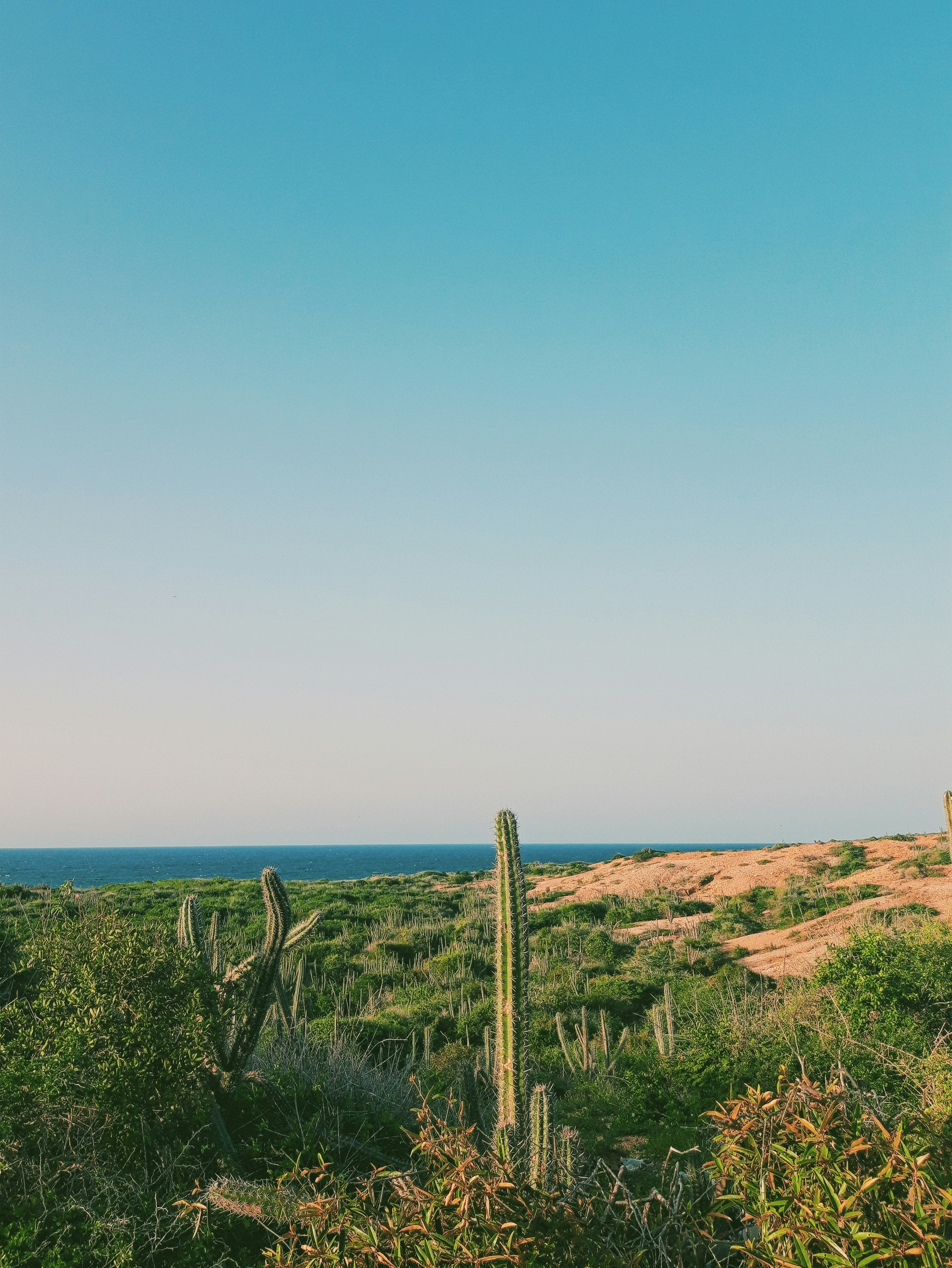 Desert landscape photograph featuring a solitary tall cactus in the foreground, with scrub and a distant blue sea on the horizon.