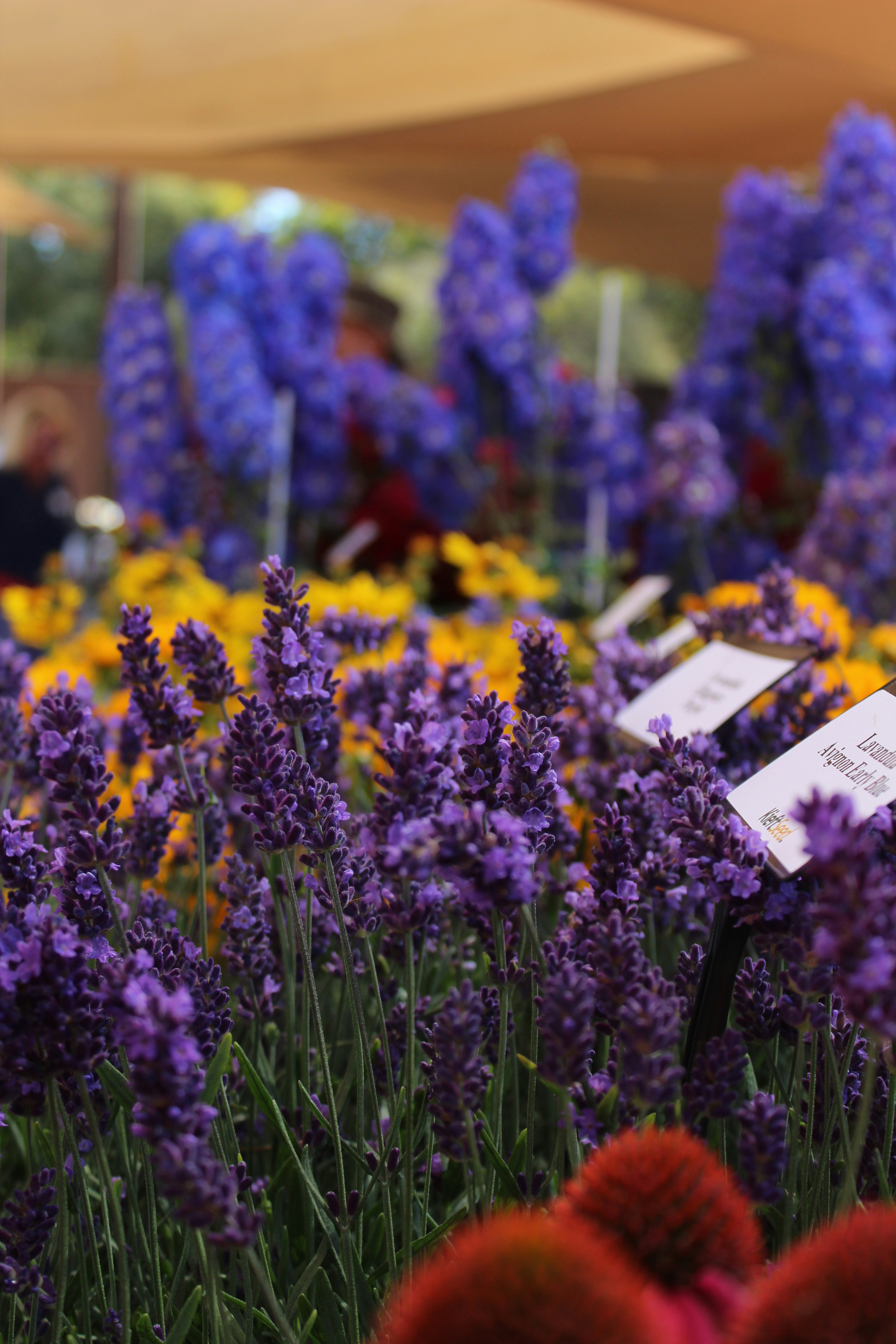 Lavender in Focus: A Floral Burst at a Sunlit Market Stand