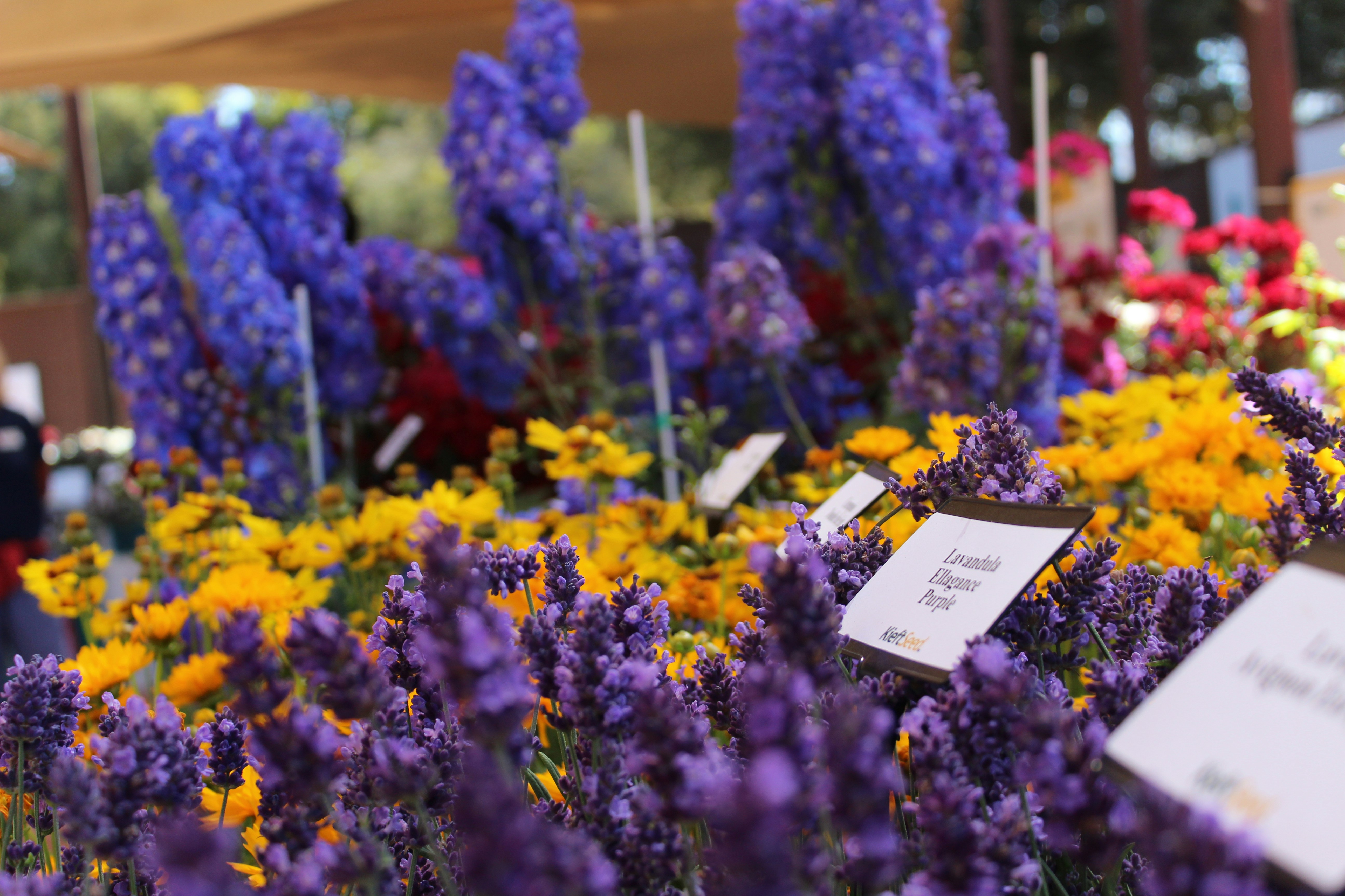 Lavender and Golden Meadow at a Flower Market