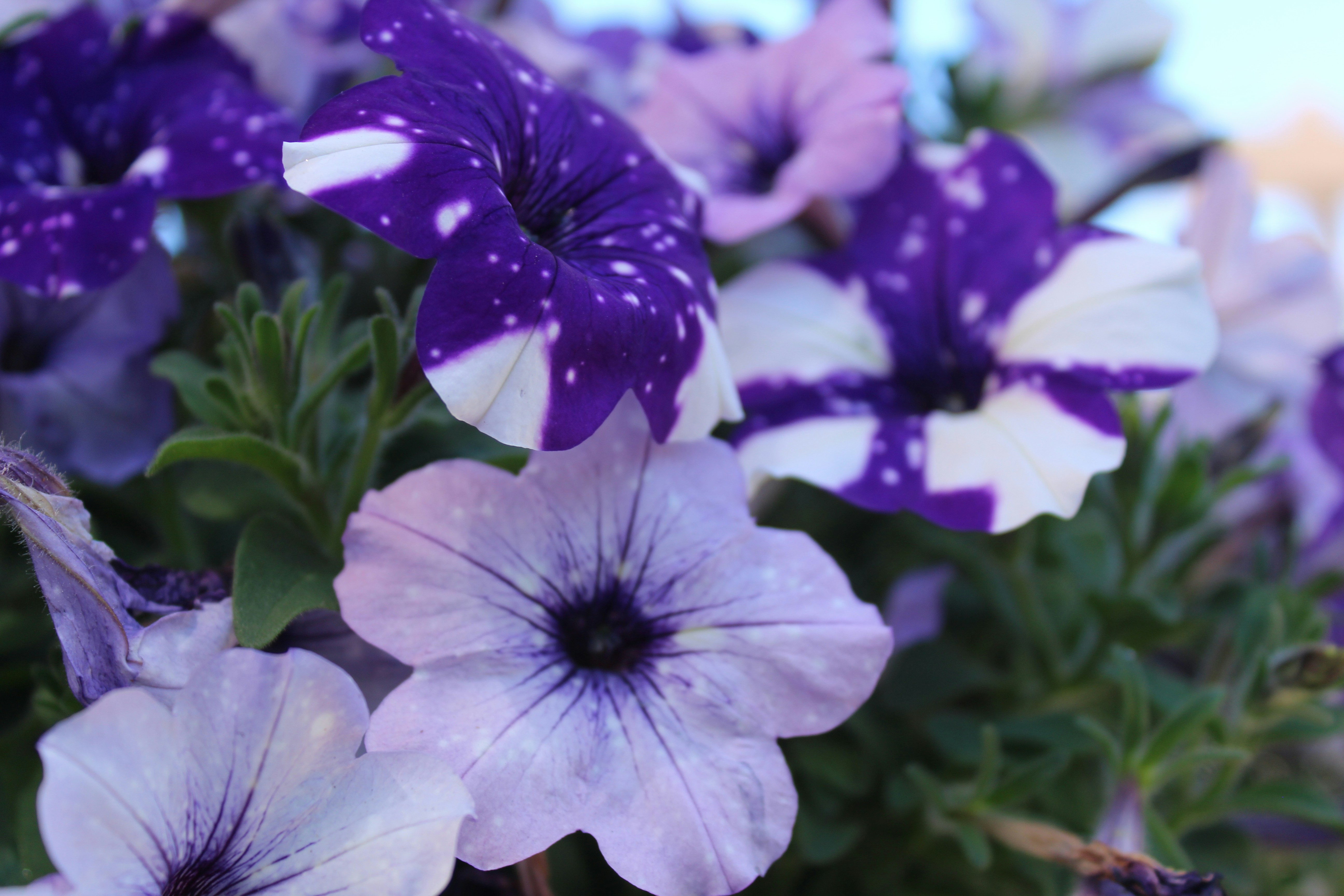 Purple and white petunias with intricate patterns flourish among green foliage.