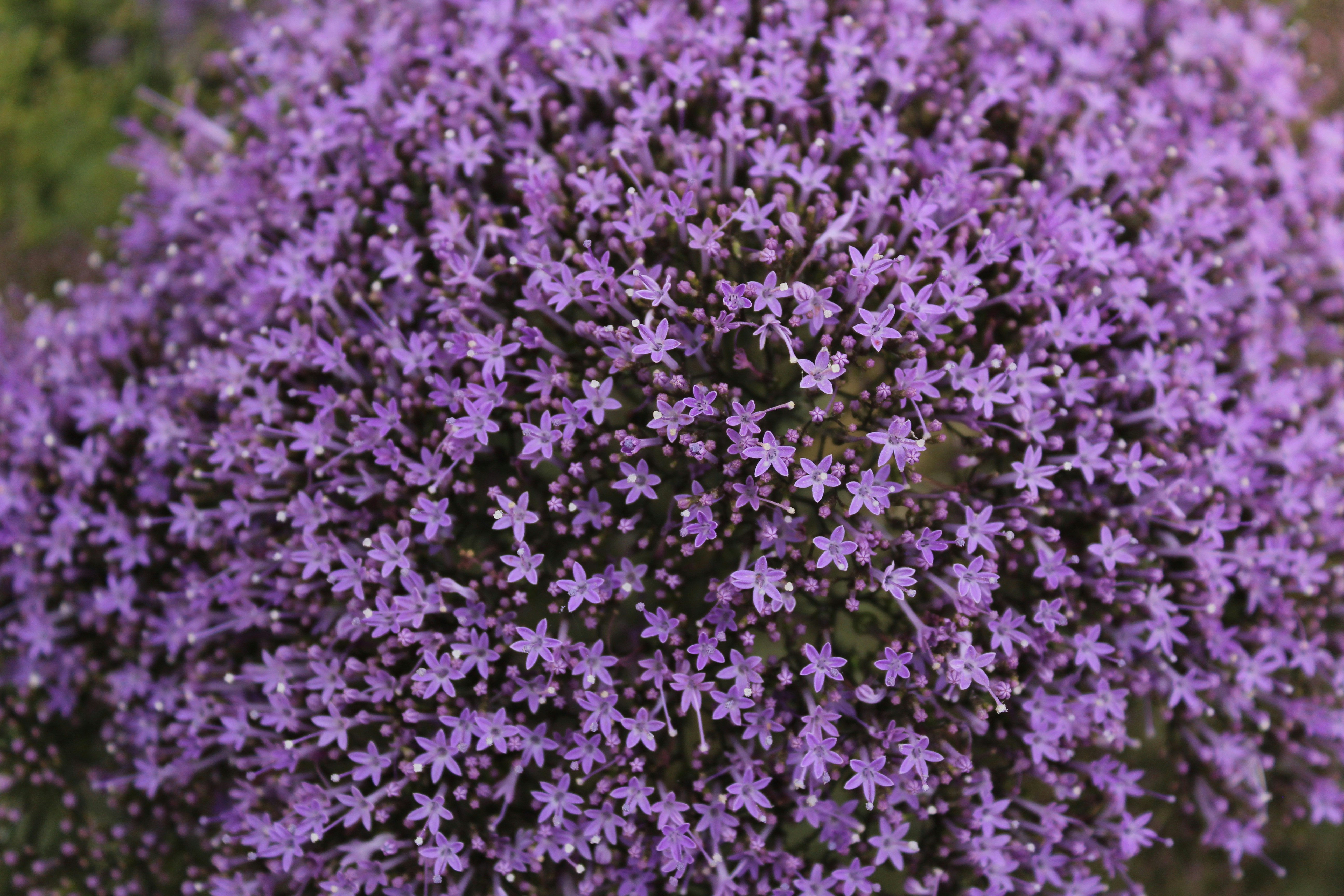 Close-Up Purple Bloom Carpet: An Intimate Glimpse of Tiny Lavender Clusters