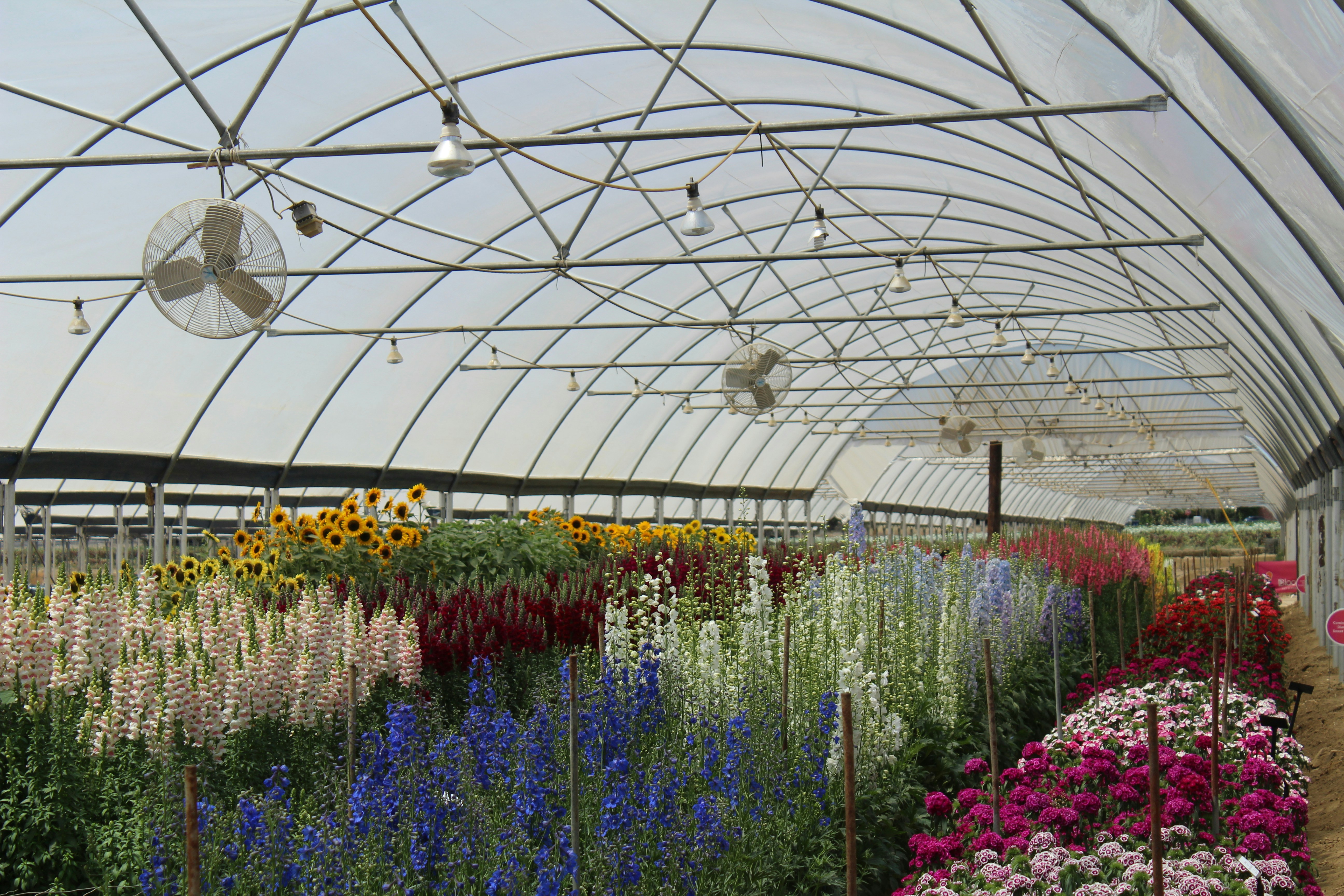 Vibrant rows of flowers in a greenhouse, showcasing a variety of colors and species under a translucent roof.