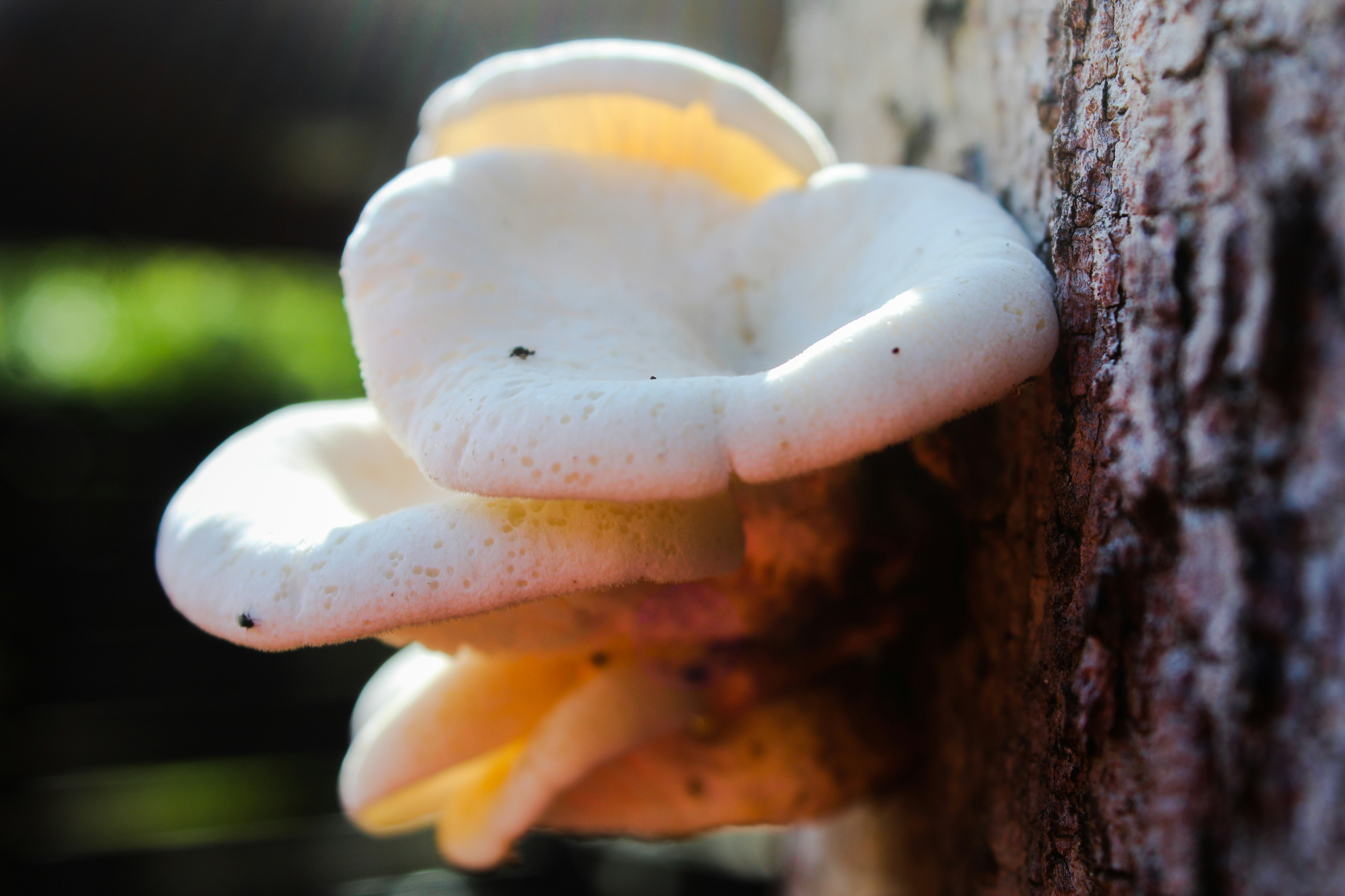 Ivory Shelf Fungi Clinging to Weathered Bark in Warm Forest Light