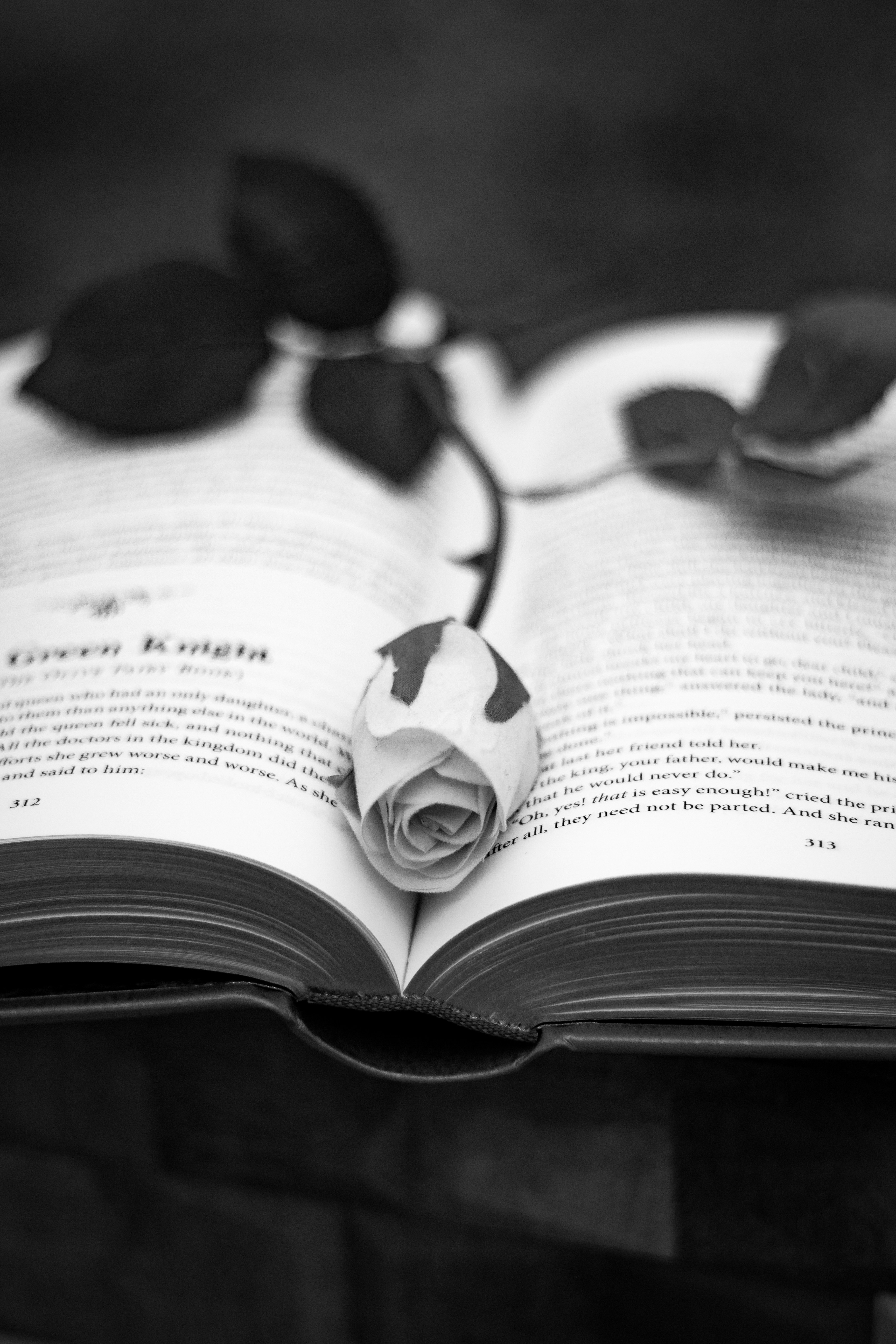 A Rosy Moment resting on the Folded Pages