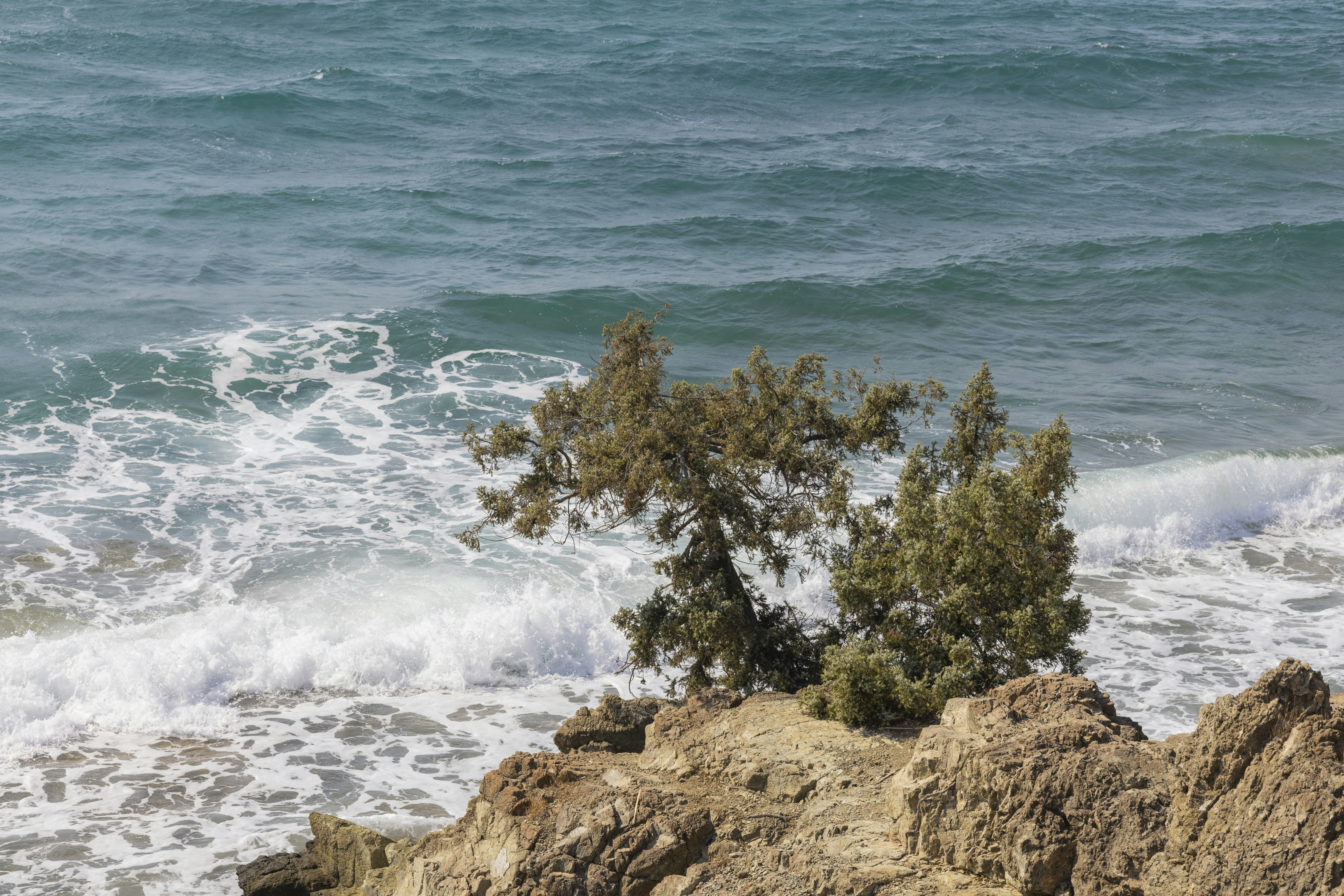 Gnarled Tree Clinging to a Weathered Cliff Amid Surging Sea Foam