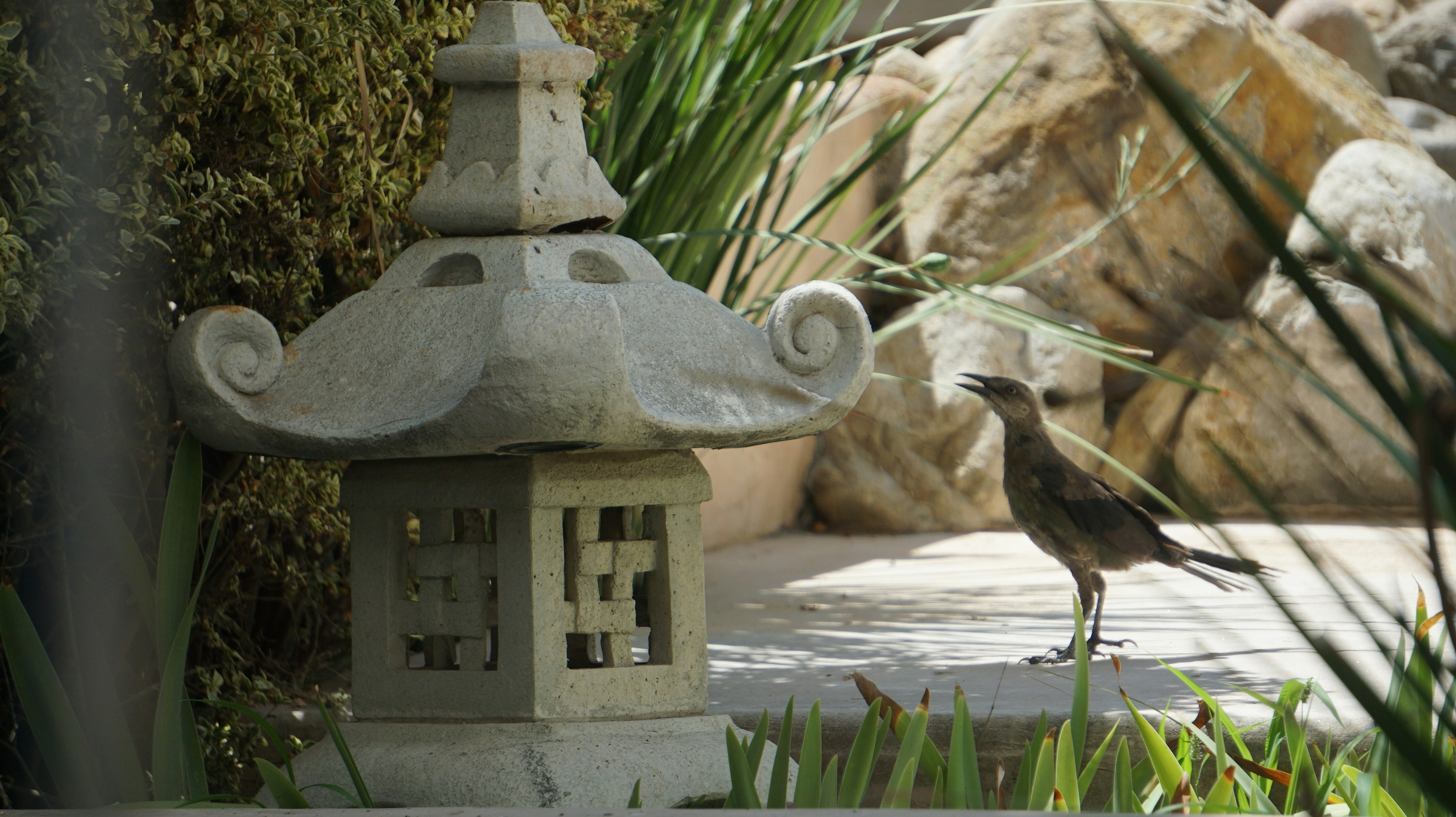 brown bird on gray concrete statue