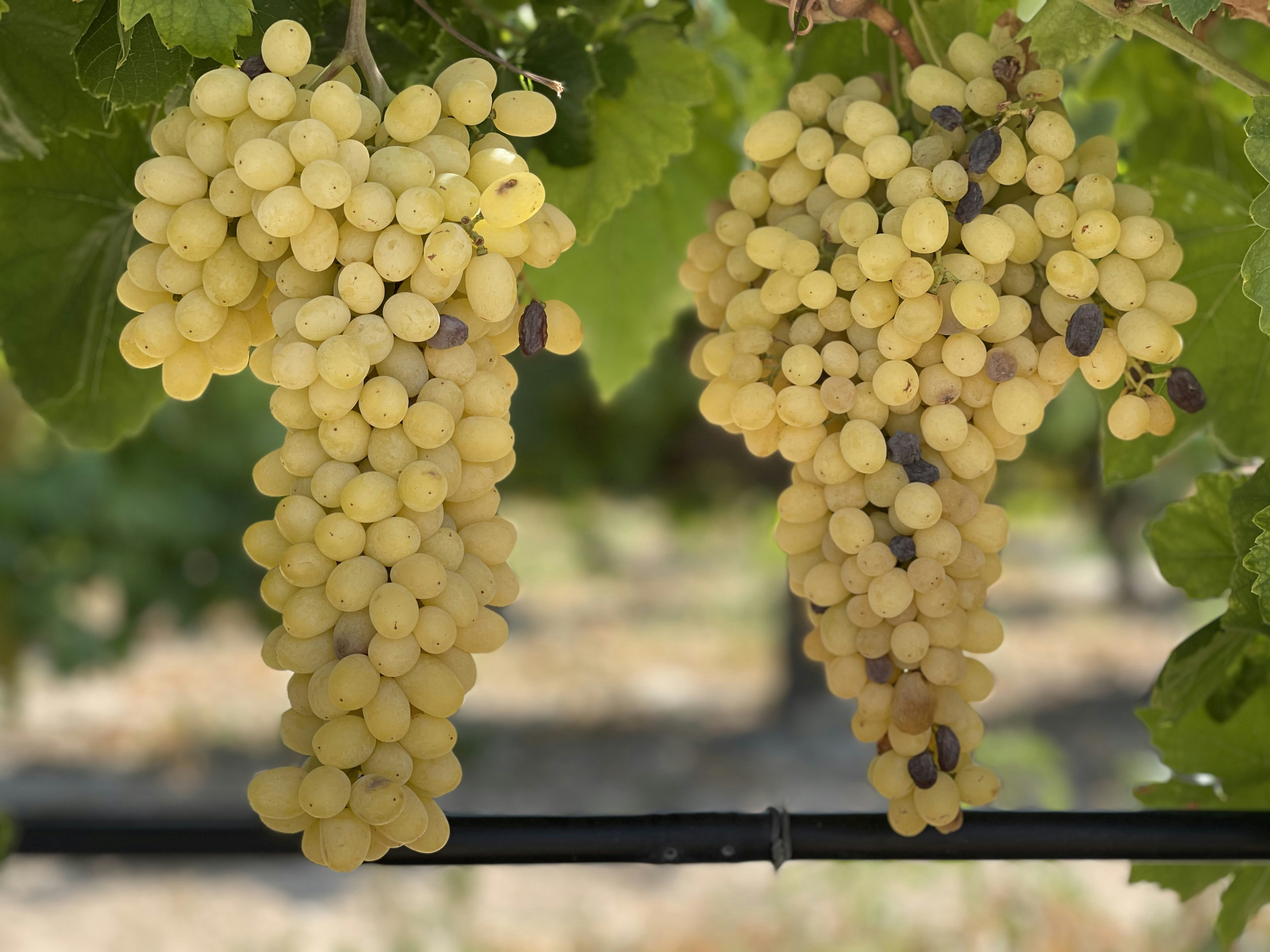 Clusters of ripe yellow grapes hanging under lush green leaves in a vineyard.