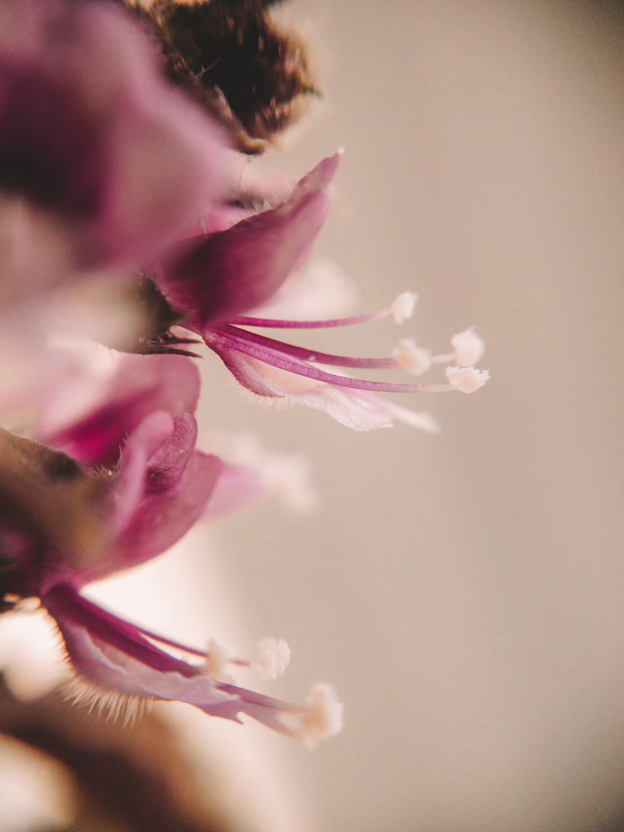 Close-up of pink-purple flower petals and delicate stamens against a soft beige background. The foreground blooms are blurred, creating a dreamy macro effect.