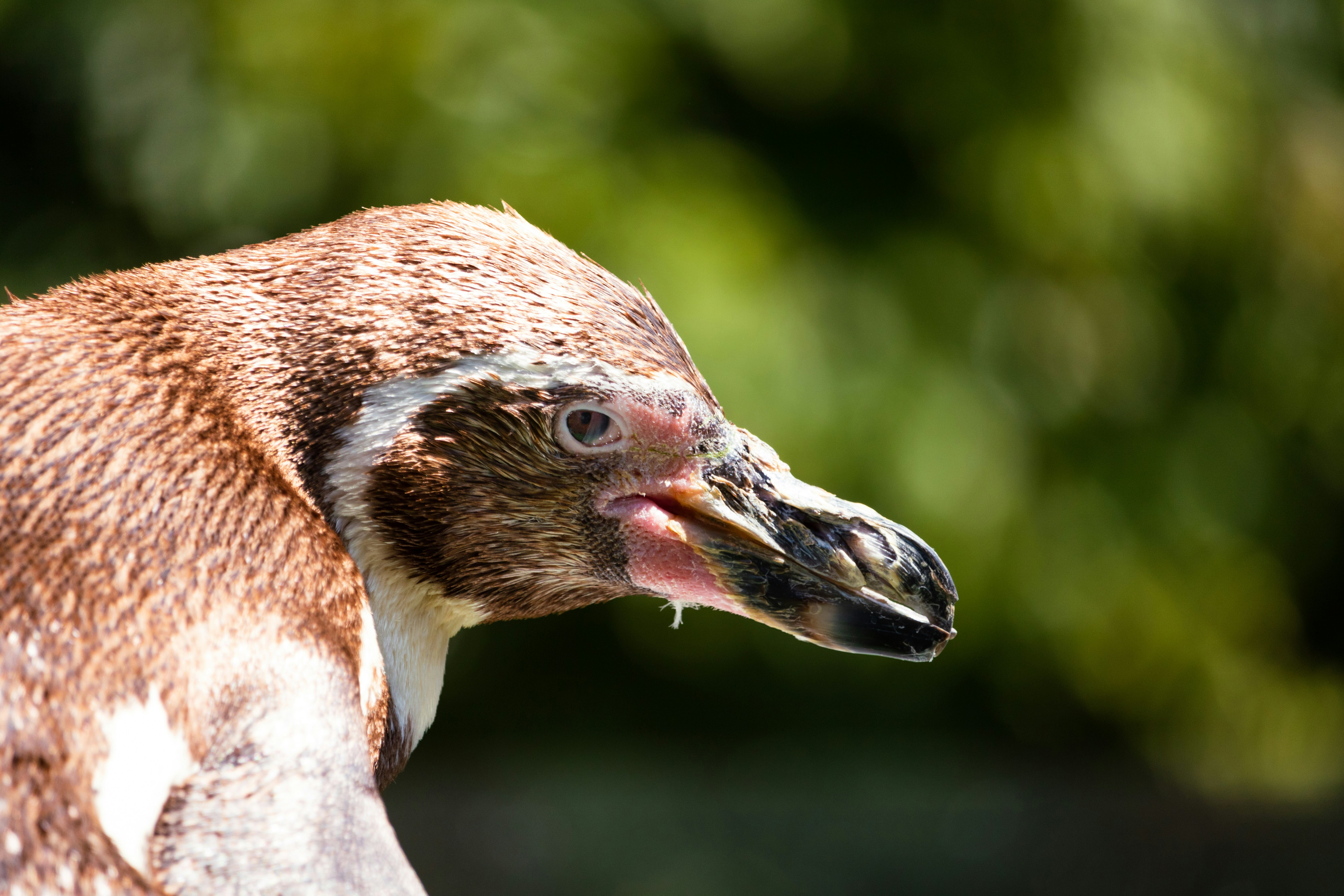 Close-up of a penguin with intricate feather patterns and a striking beak, set against a softly blurred green background.