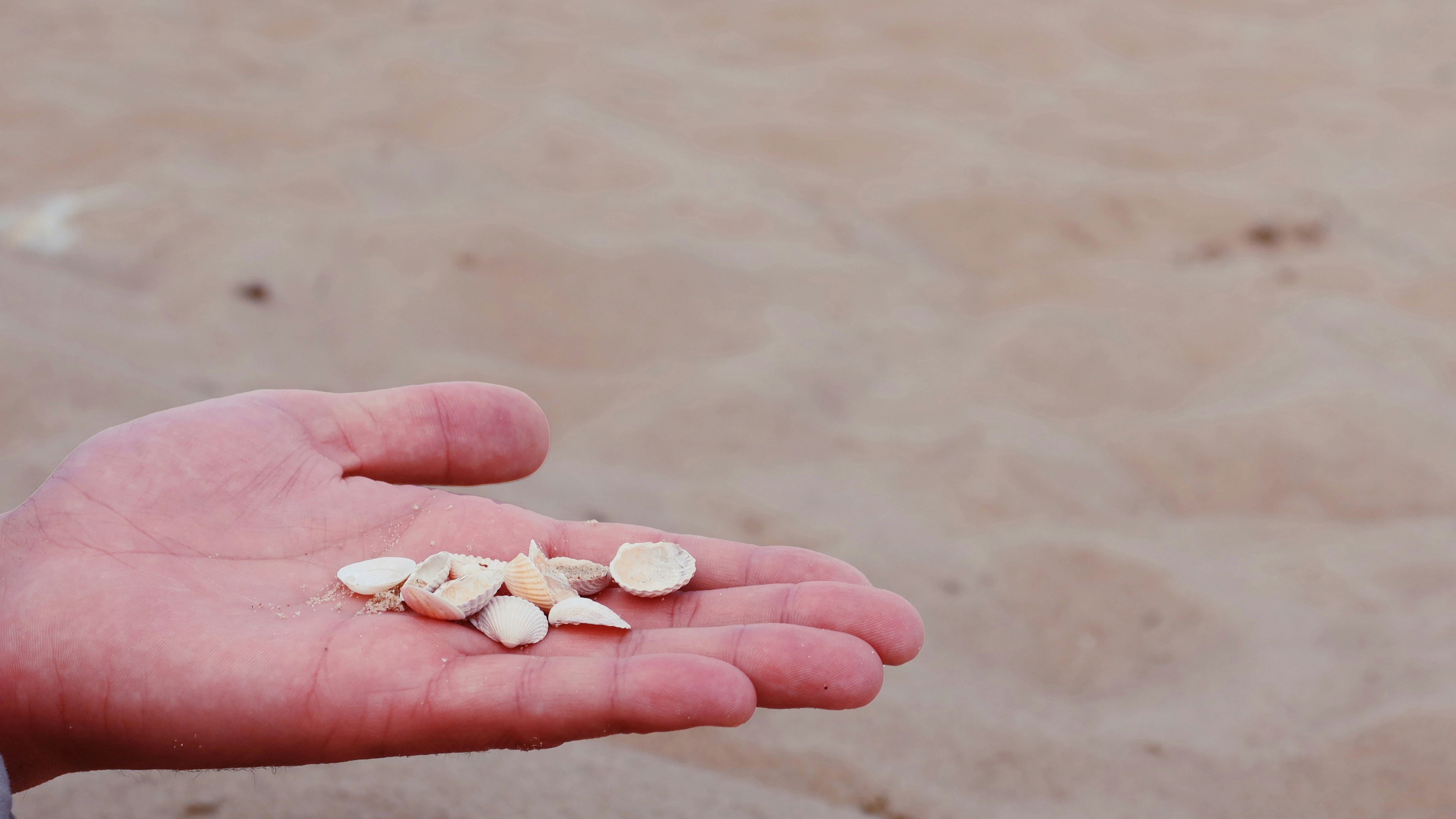 Shells in a Palm: a Quiet Coastal Moment on Sun-Warmed Sand