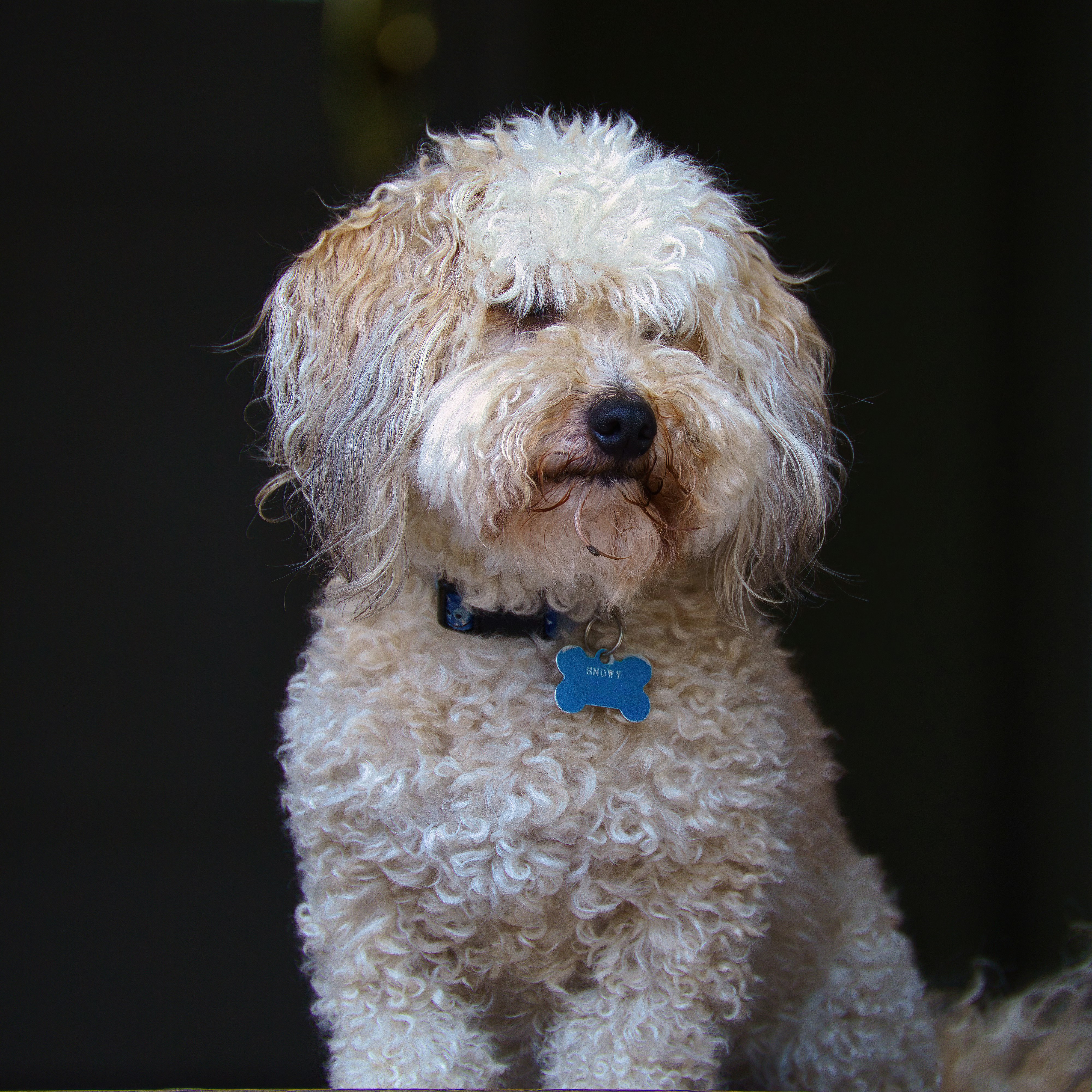 White Curly Fluffy Dog
