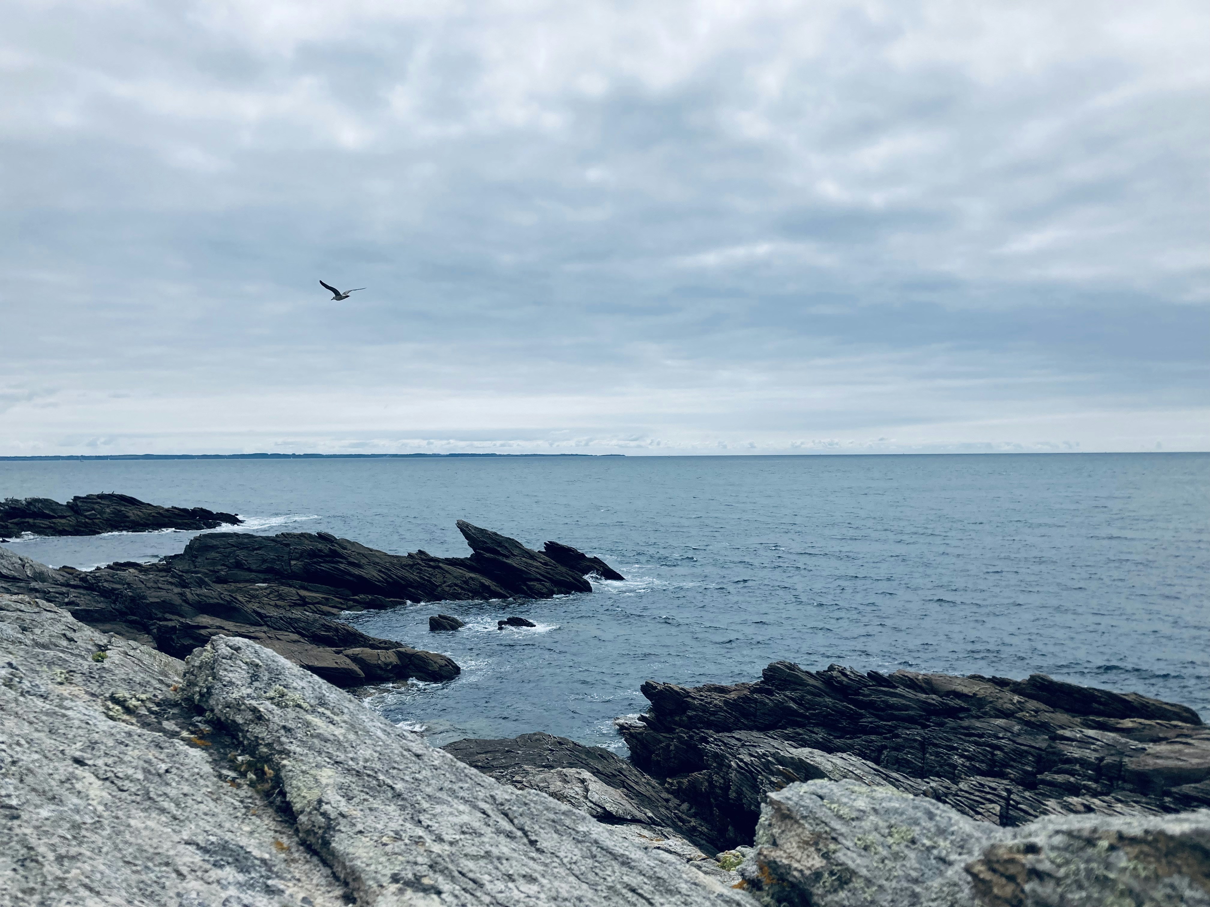 Gull Over Granite: a quiet seaside portrait