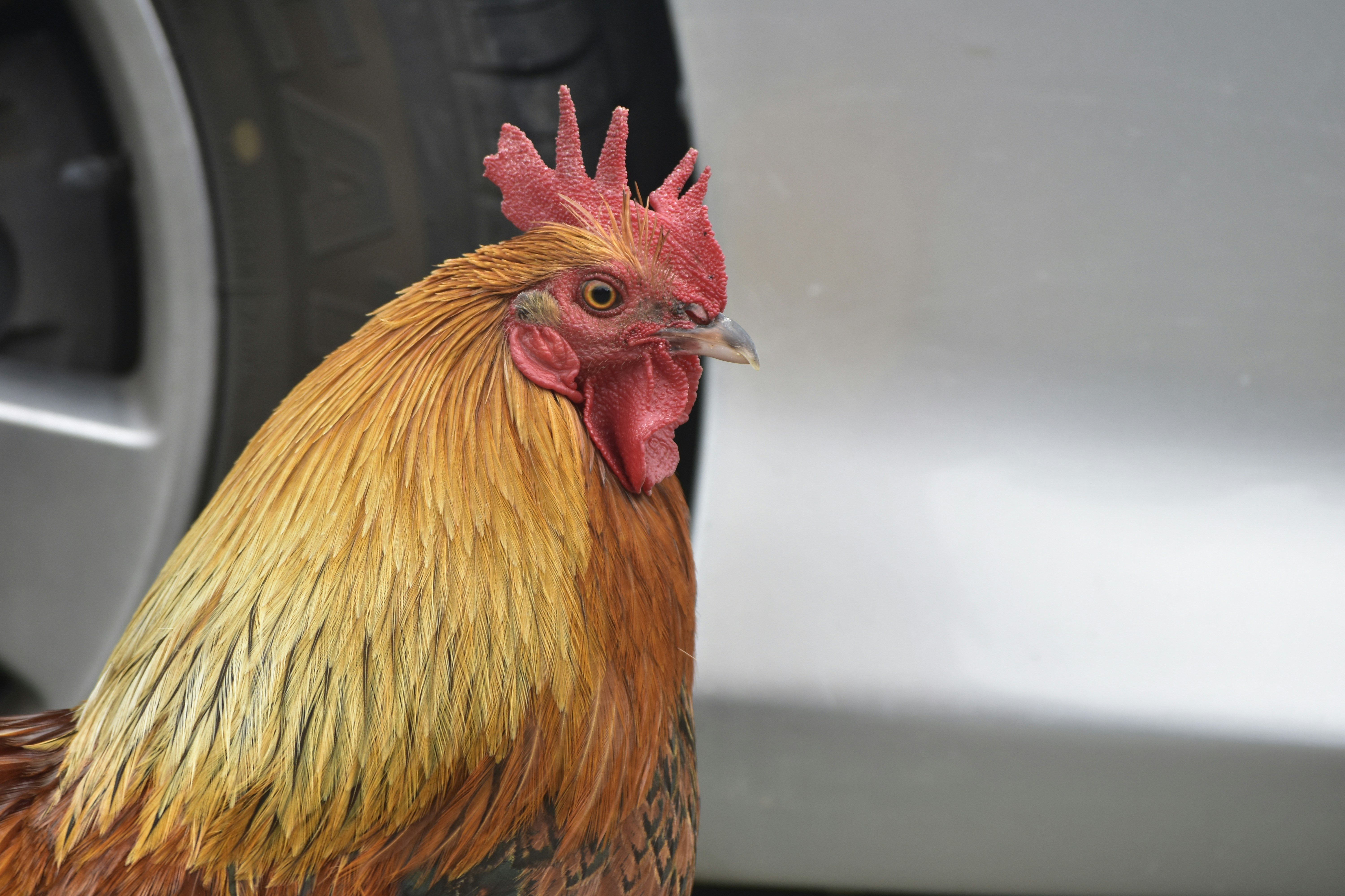 yellow rooster in close up photography