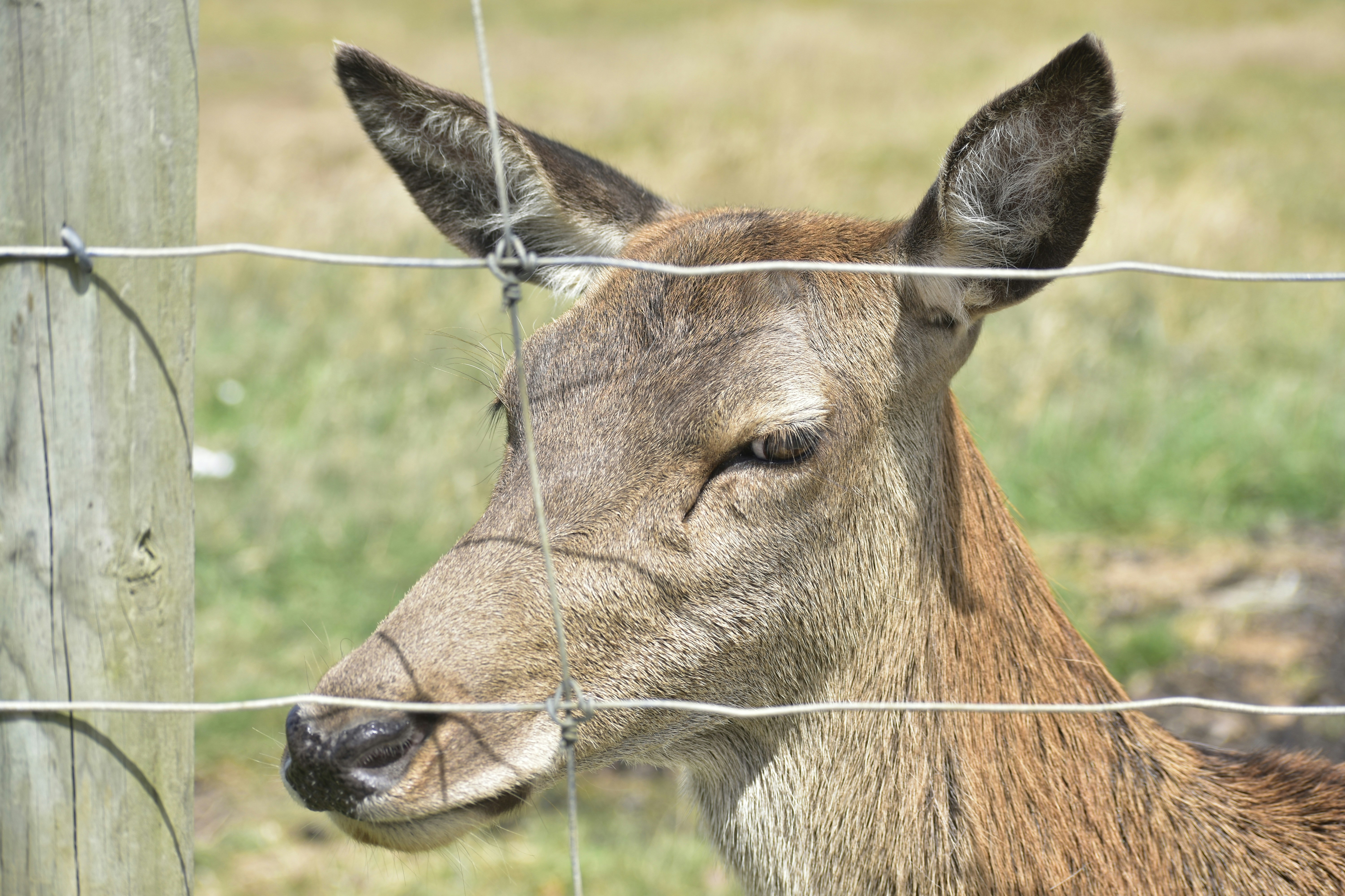 Fence-line Gaze: A deer peeks through a wire barrier