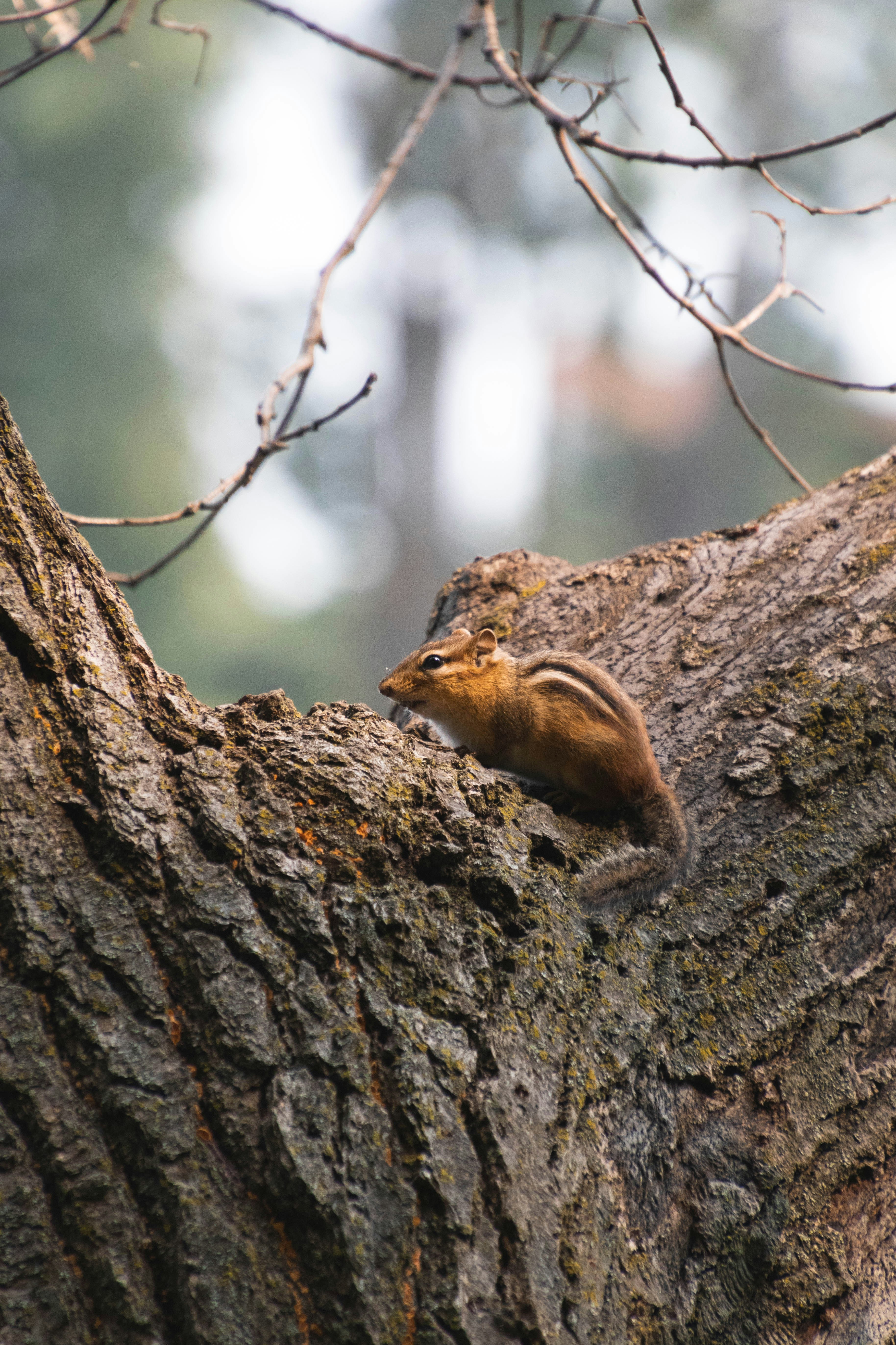 Squirrel on a Weathered Trunk: A Moment of Suspense