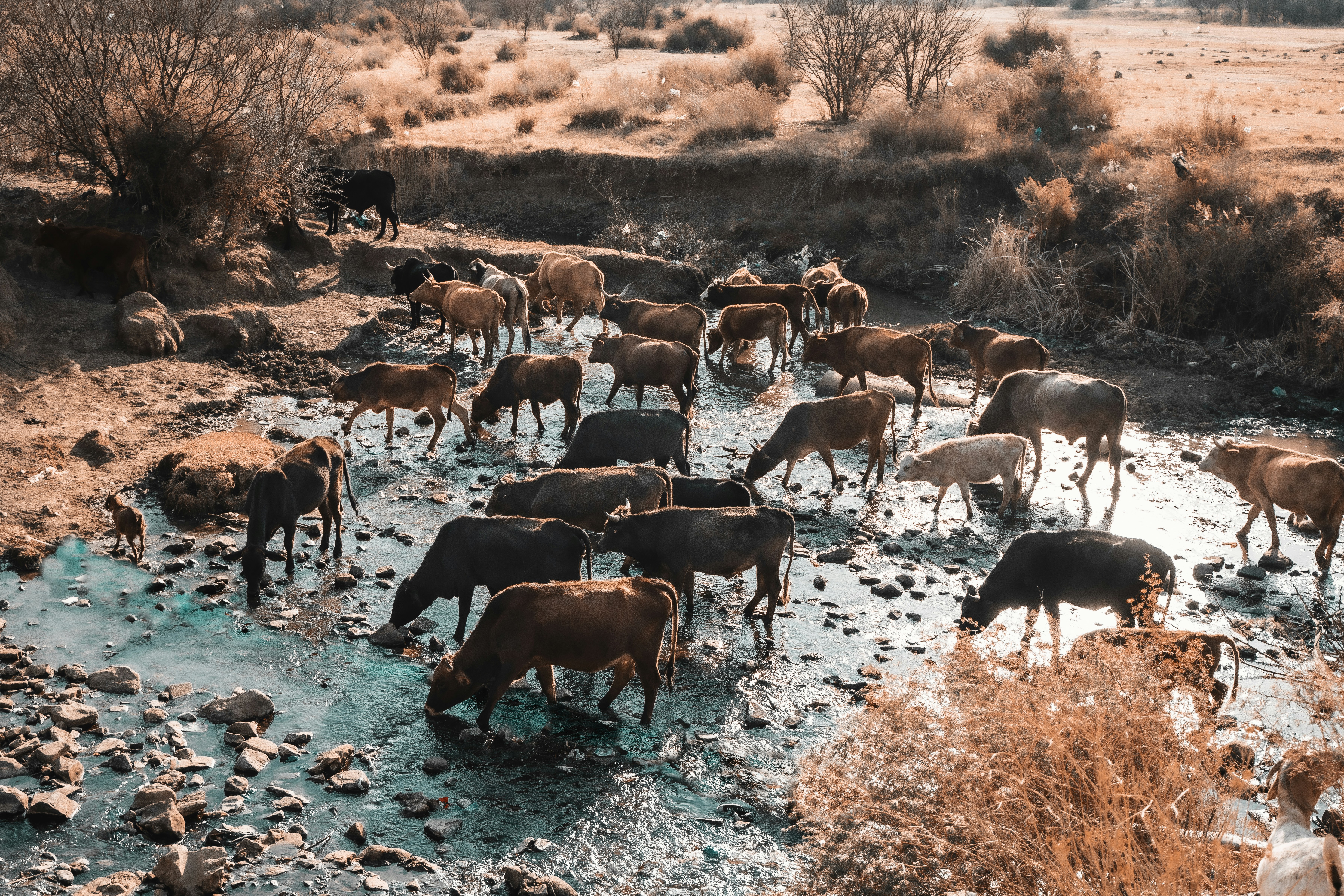 Teal Crossing: A Desert Herd Traverses a Shimmering River