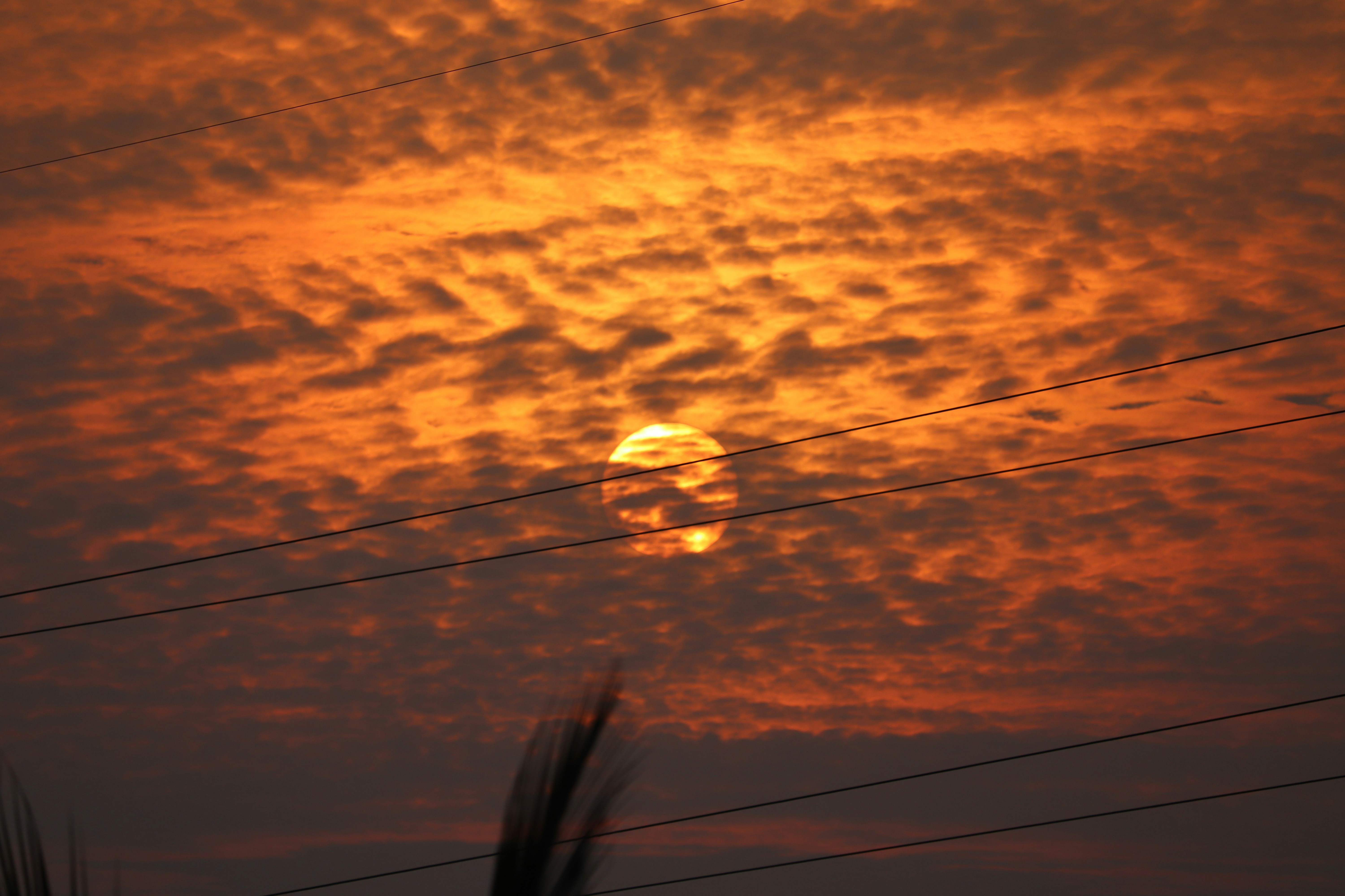 Golden sun setting behind textured clouds, framed by silhouettes of power lines and foliage.