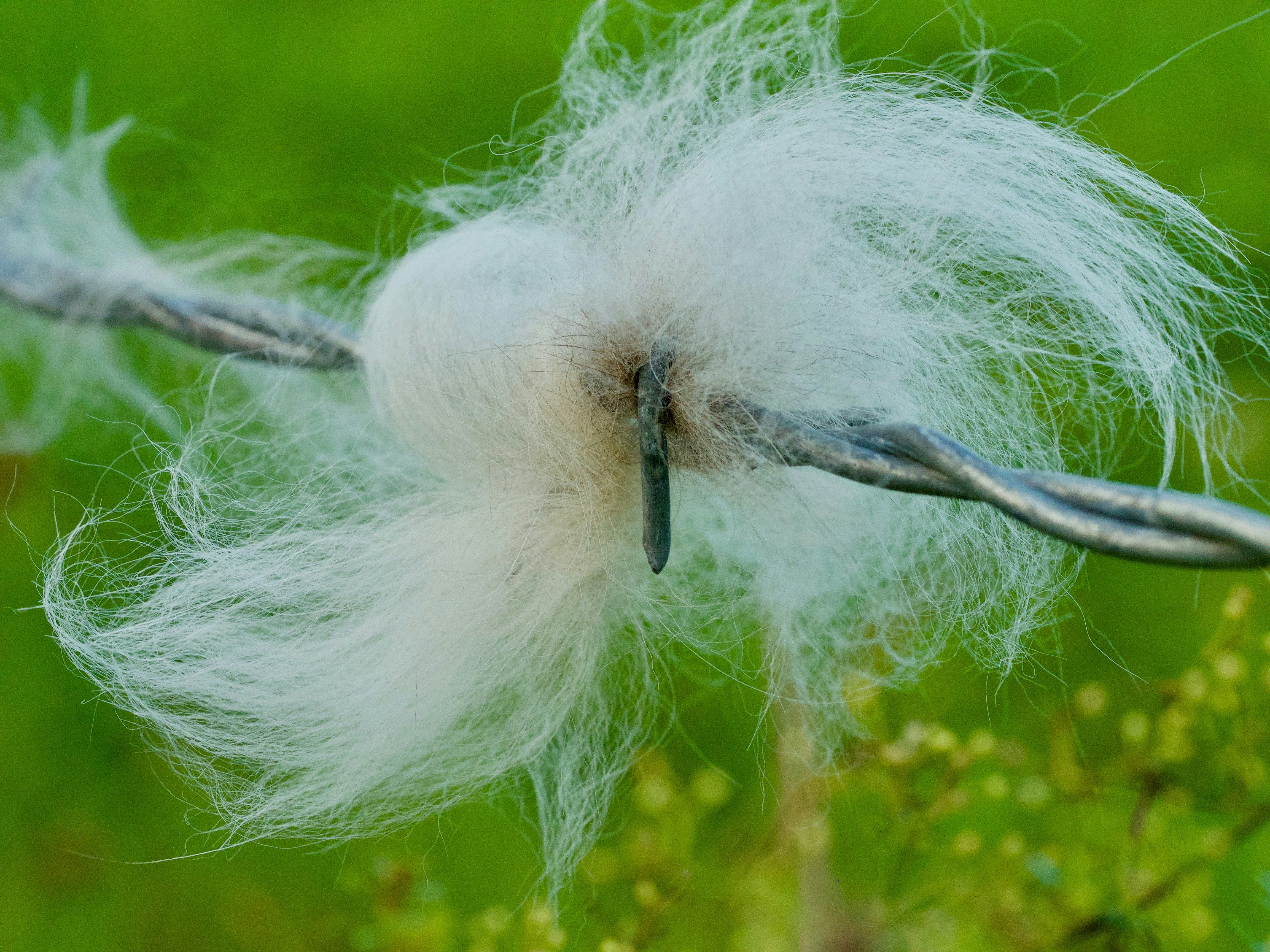 white dandelion in close up photography