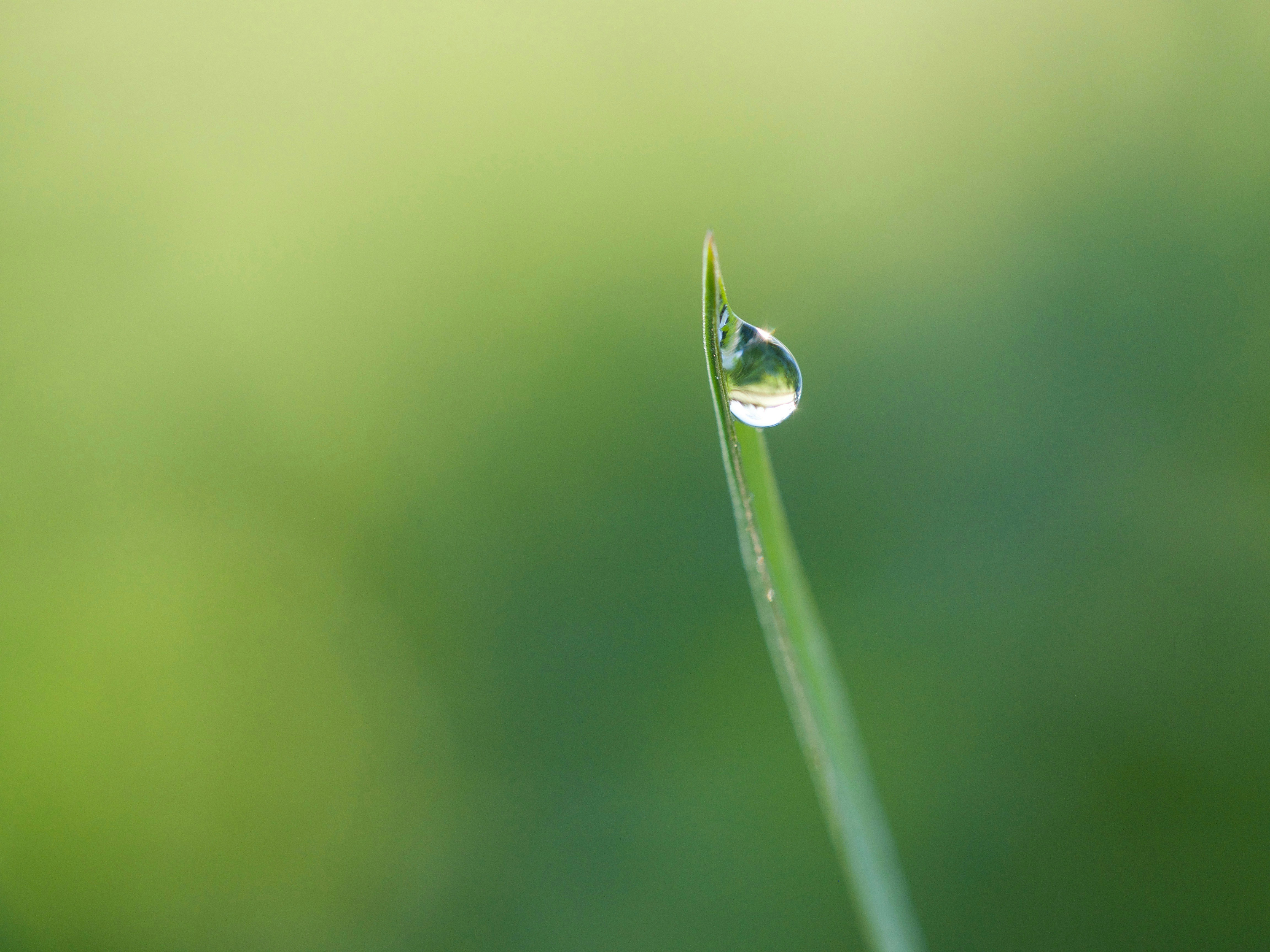 Water drop on green leaf photo – Free Bavaria Image on Unsplash