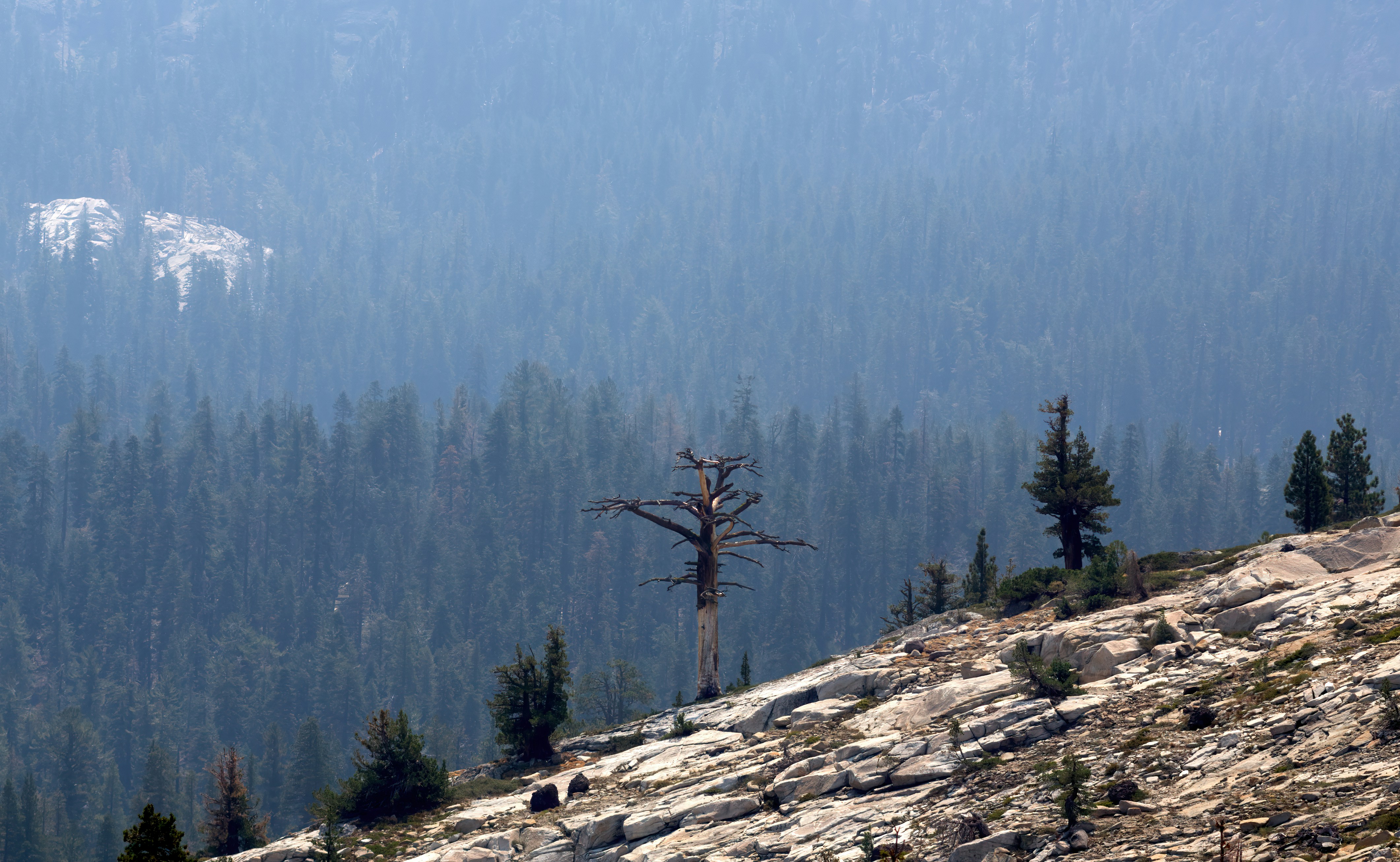 Lone Sentinel on the Granite Slope