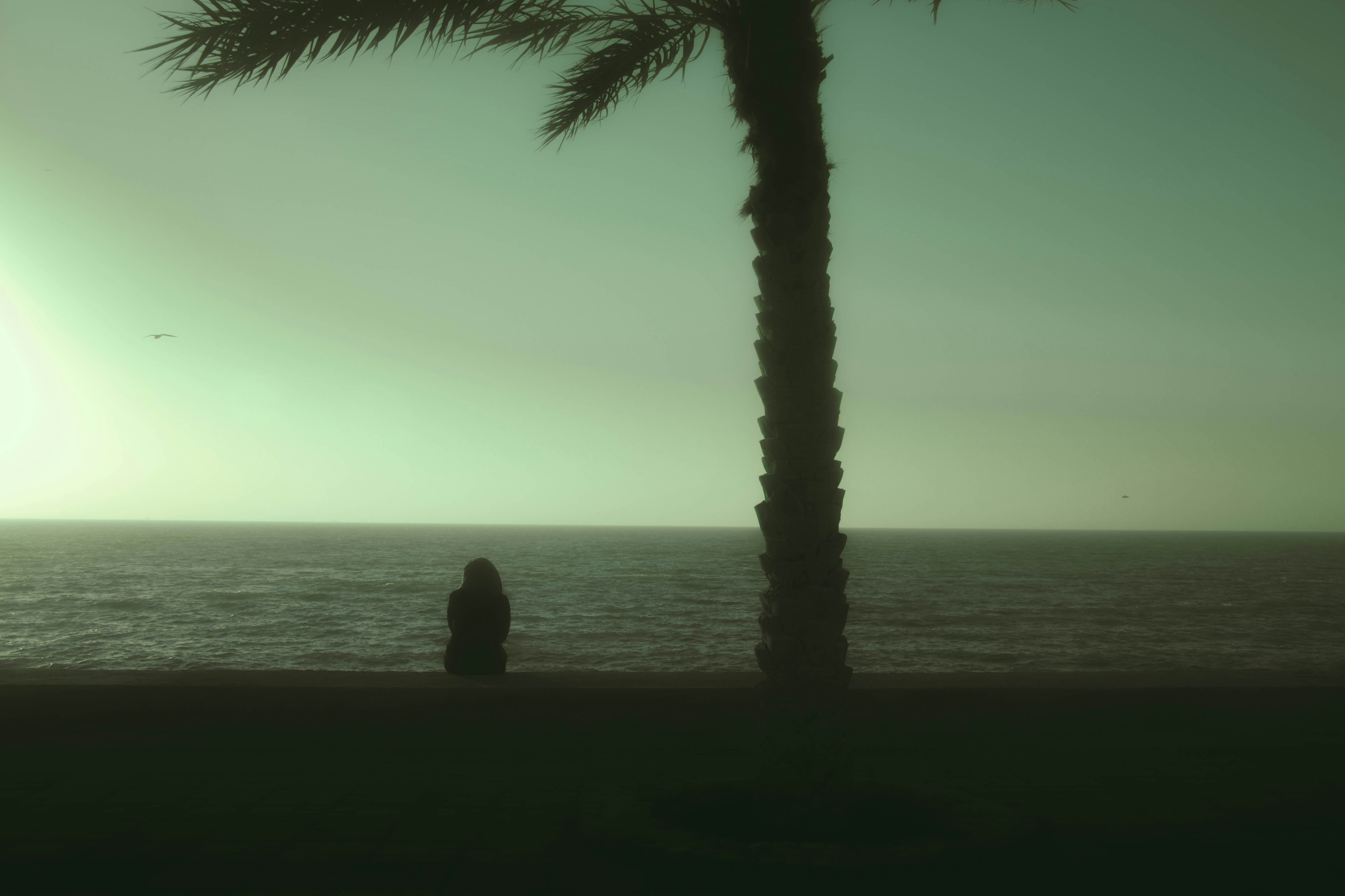 Silhouette of a person sitting near the water's edge, framed by a palm tree against a tranquil seascape. The soft light creates a serene atmosphere.