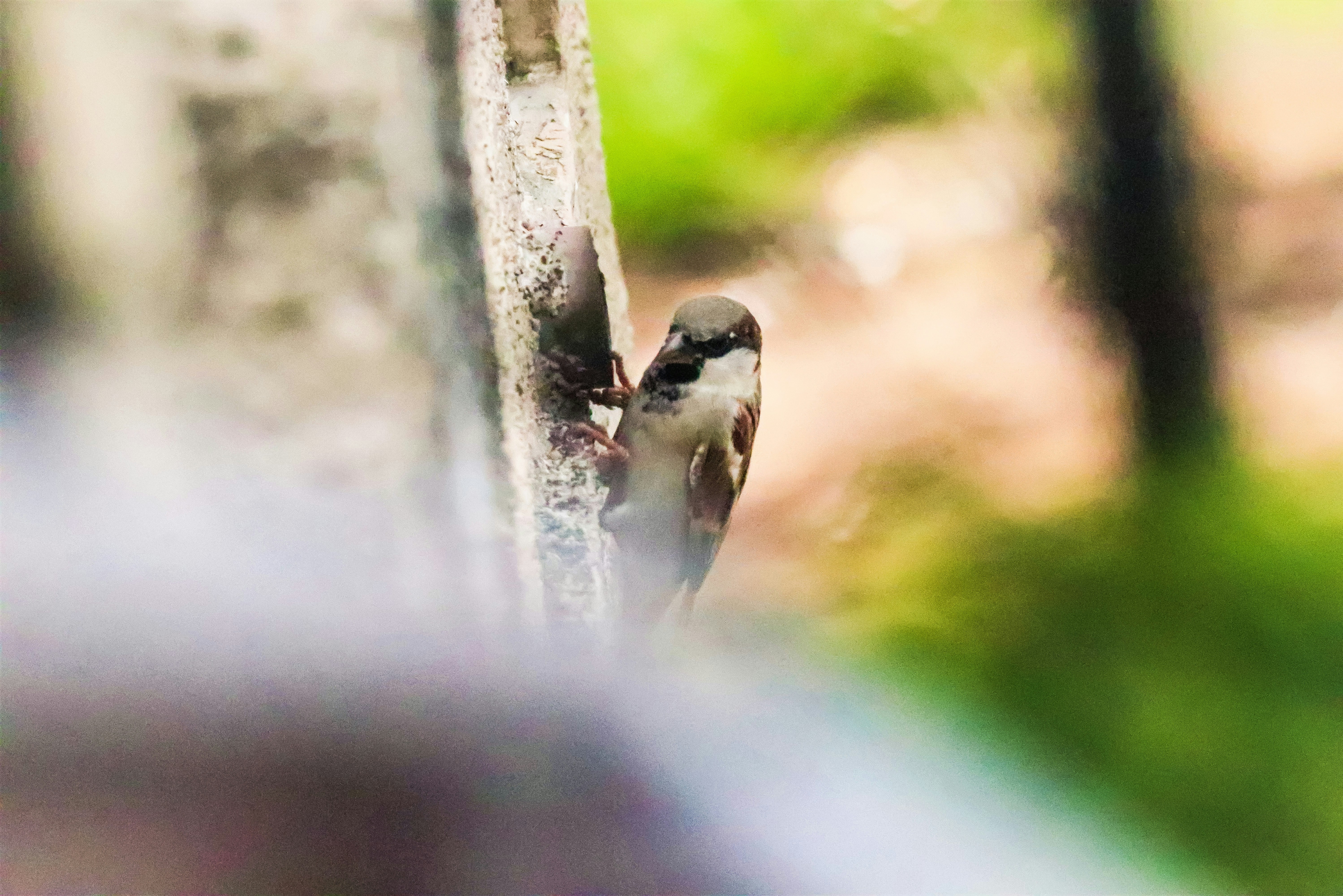 Perch at the Edge: a Tiny Bird on Sunlit Bark