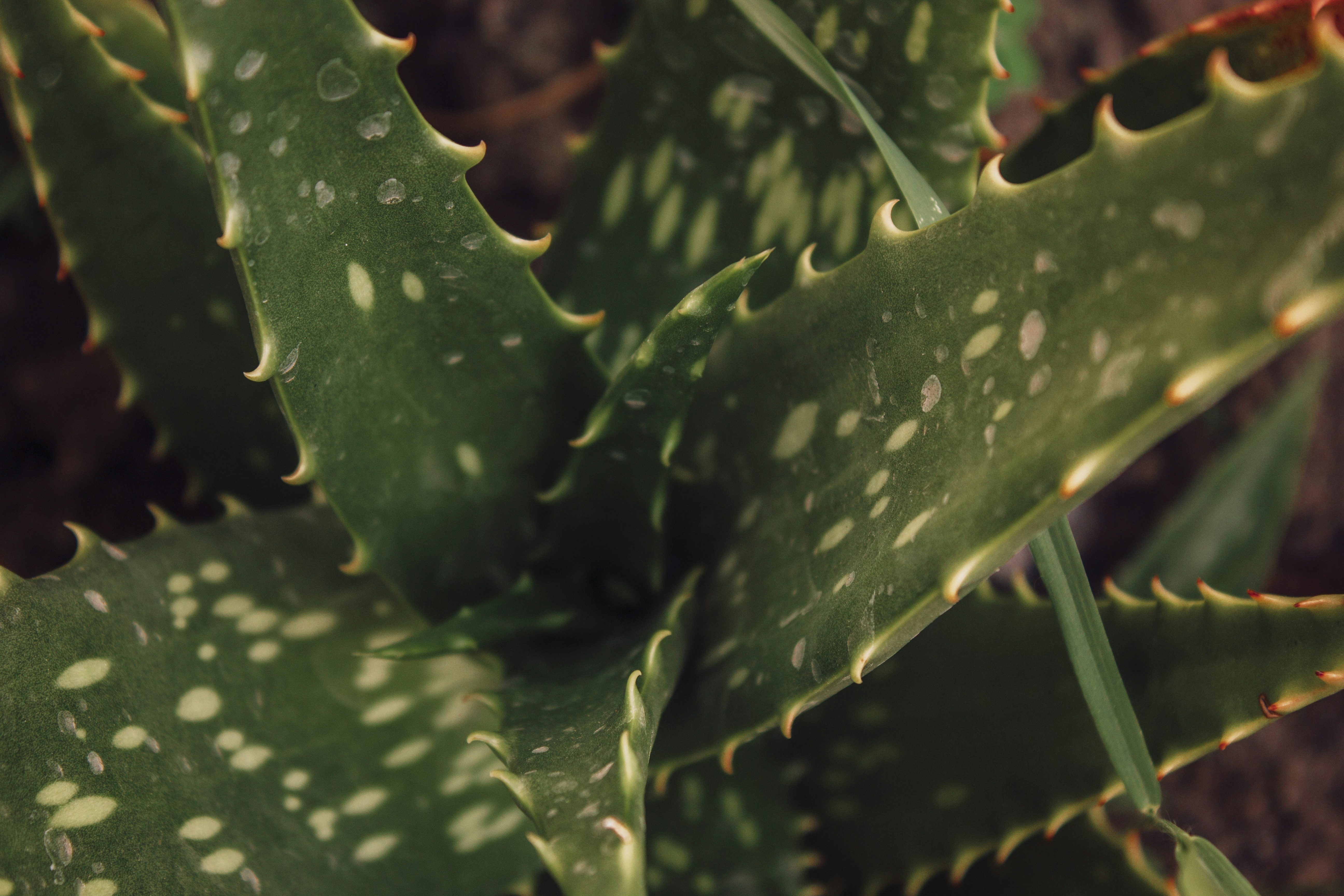 Close-up of a green sisal plant with spiky leaves and intricate patterns.