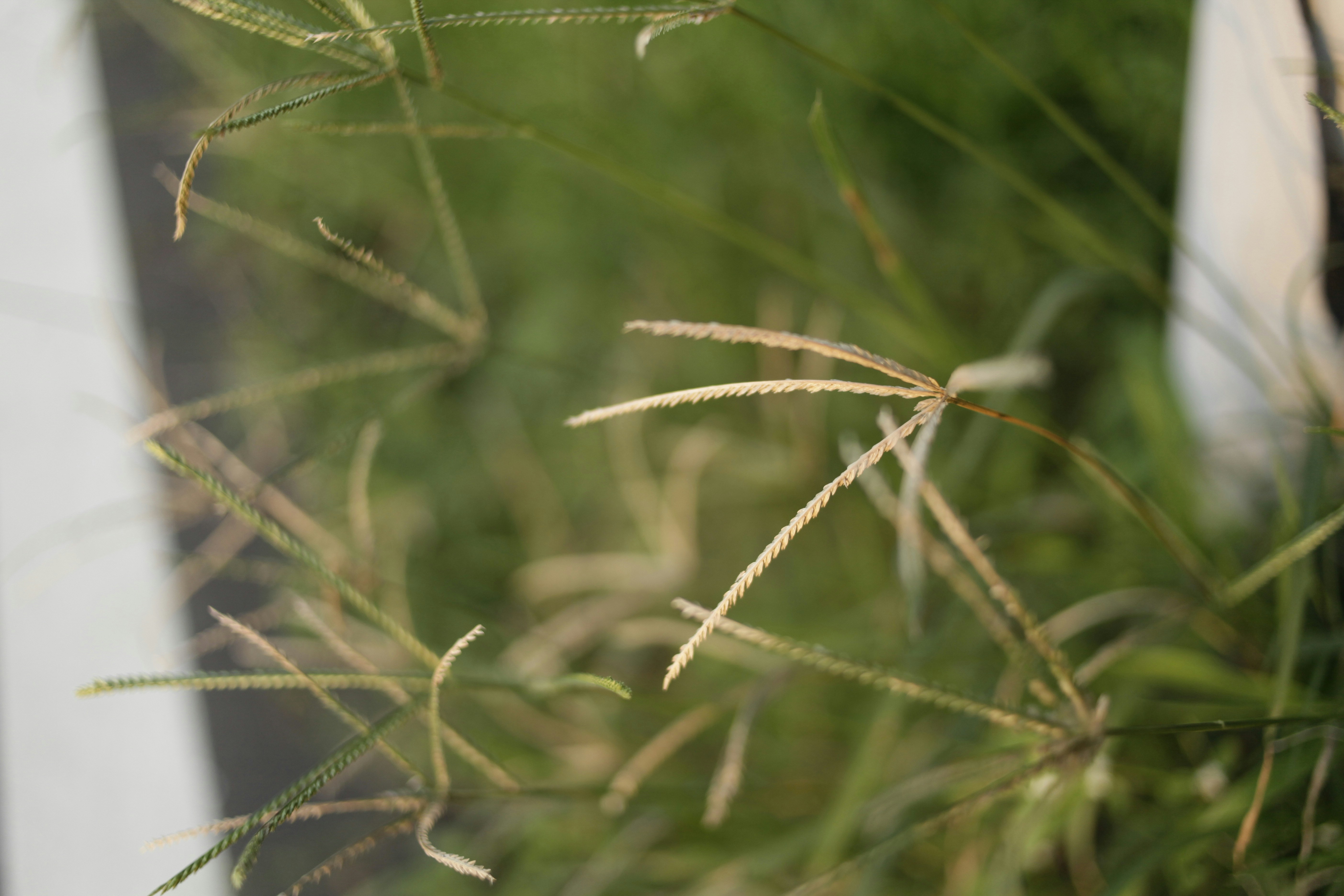 Delicate grass blades swaying gently in the breeze, showcasing their intricate textures and colors against a blurred background.