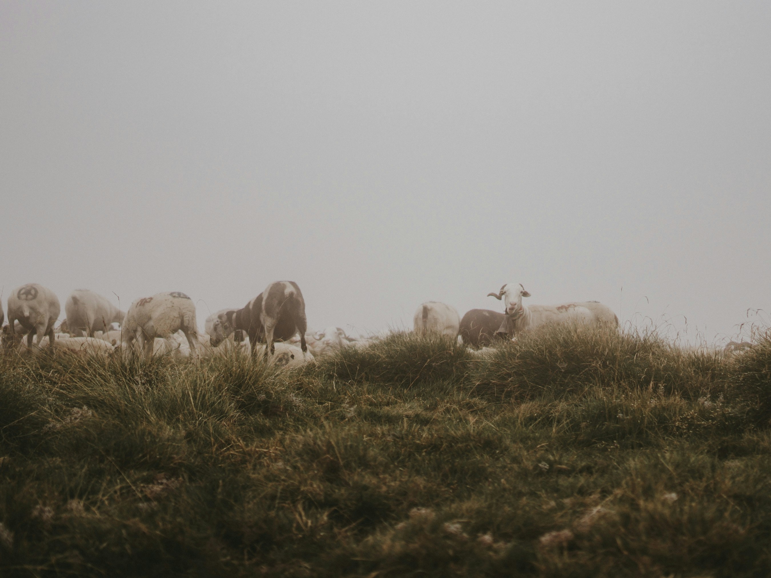 Mist on the Moor: A Quiet Flock in Gray Light