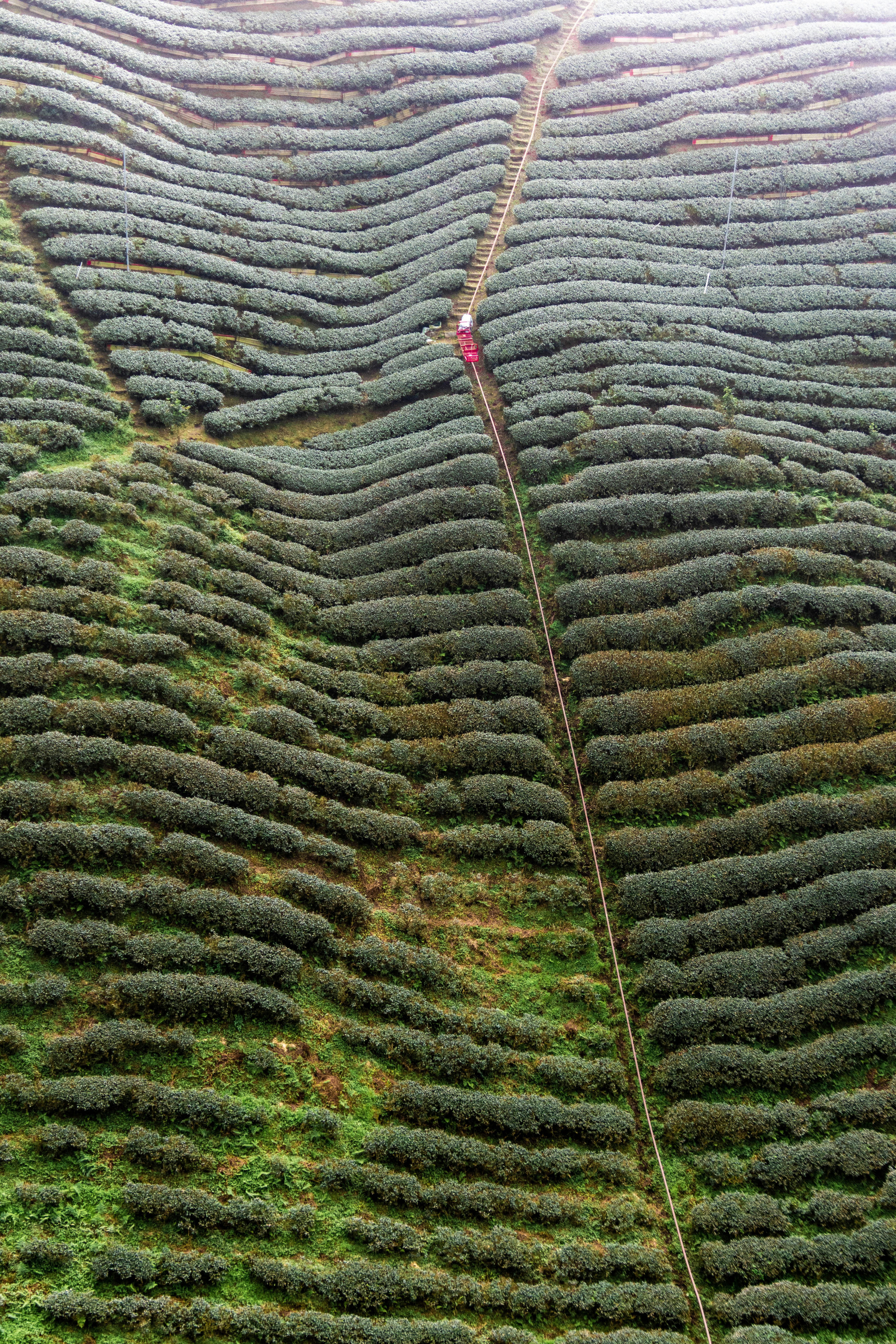 Aerial view of meticulously arranged tea bushes on a hillside, with a worker traversing the rows. The pattern creates a striking visual flow.