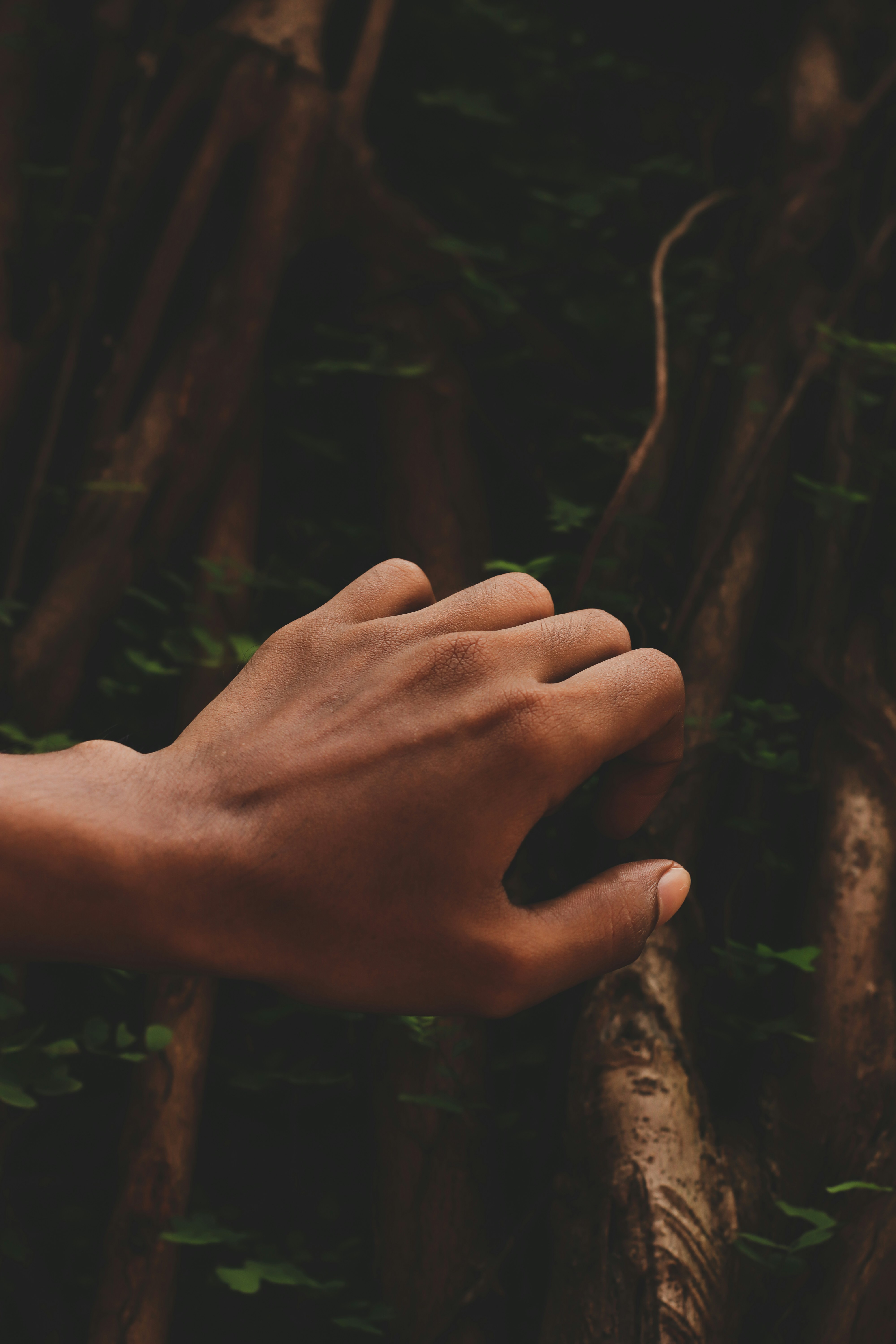 A human hand gently reaching towards a textured tree trunk adorned with lush greenery.